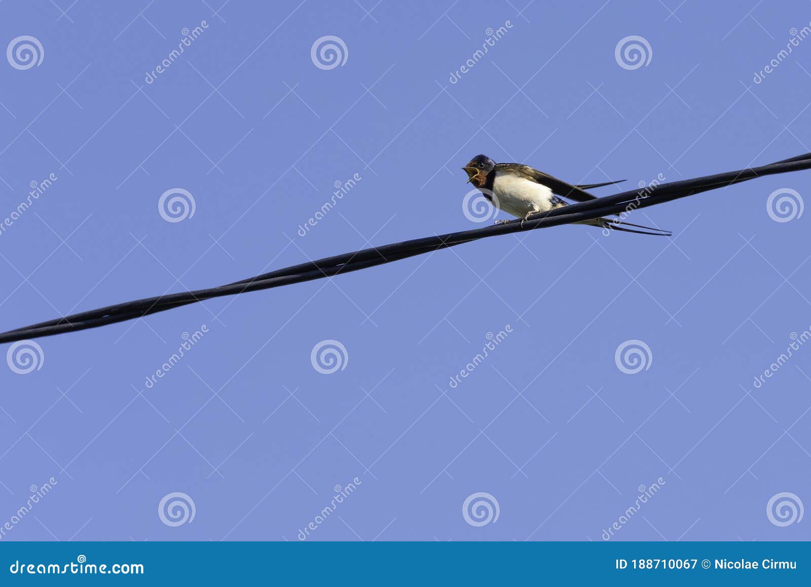 Barn Swallow Calling Its Chicken To Fly, Hirundo Rustica, with Blue Sky ...