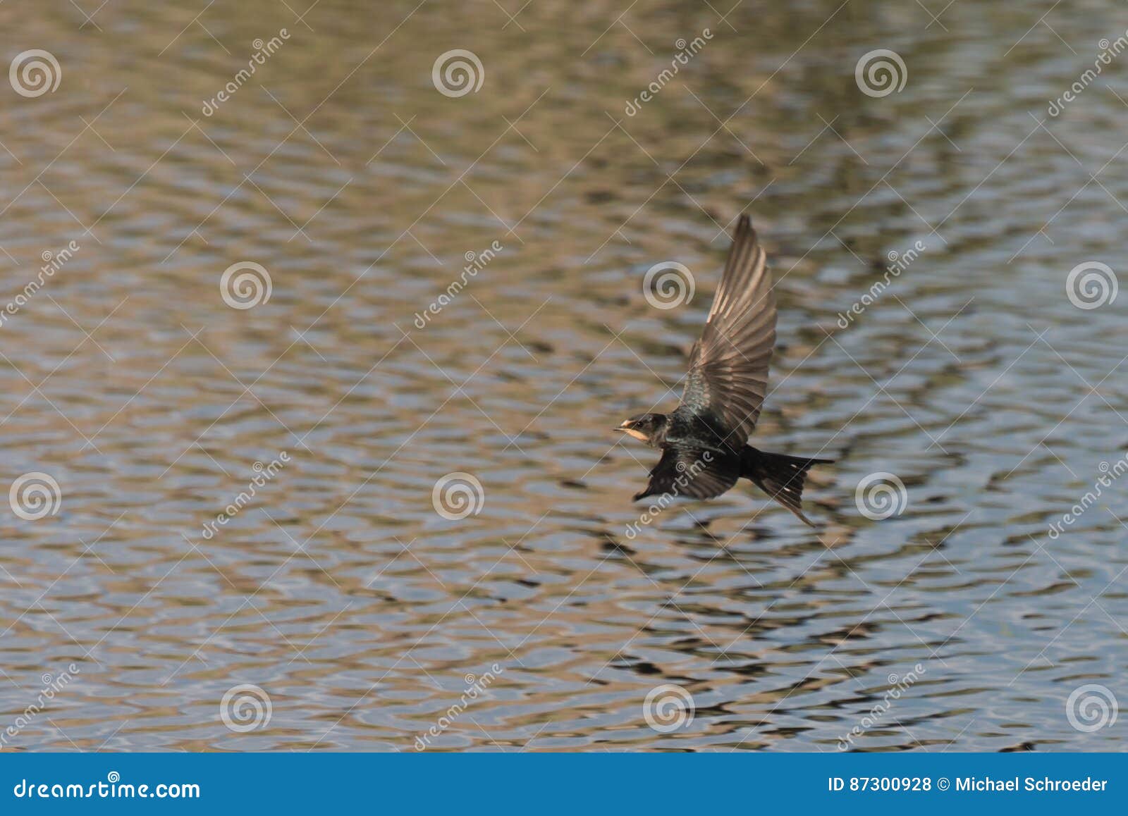 Barn Swallow Catching Insects Stock Photos - Free & Royalty-Free Stock ...