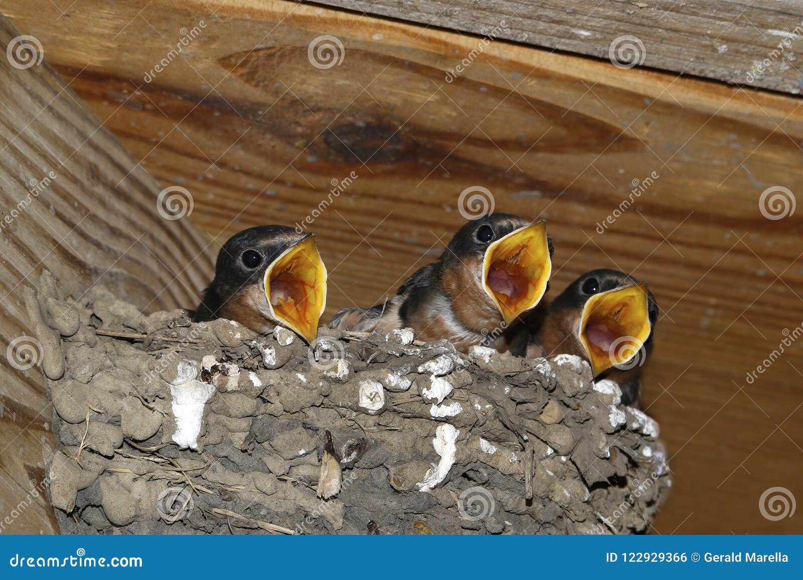 Barn Swallow Chicks Hirundo Rustica on Nest. Stock Photo - Image of ...