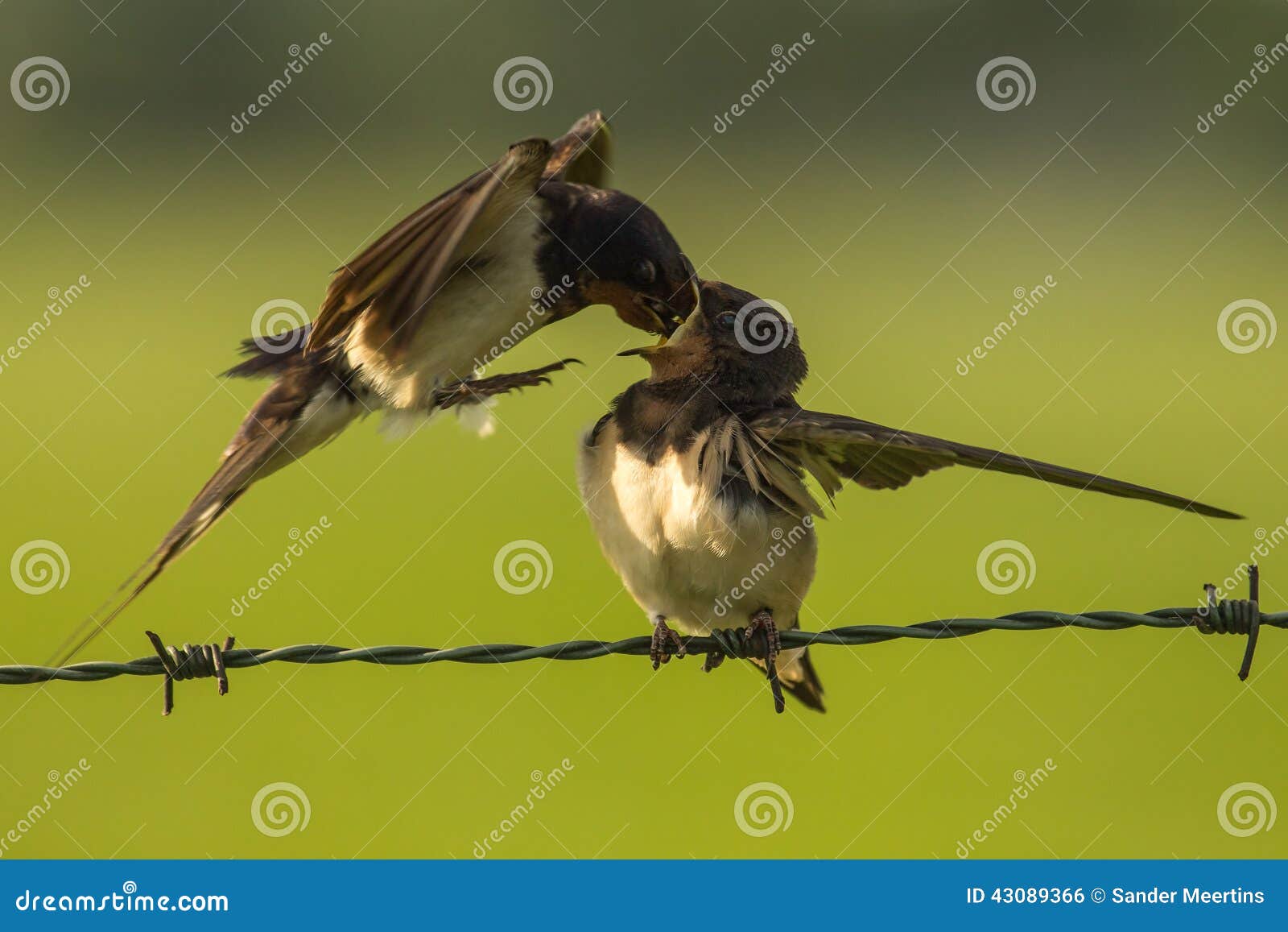 Barn swallow feeding stock photo. Image of chicks, feeding - 43089366