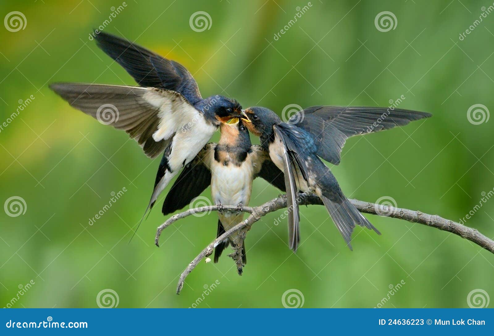 Barn Swallow Nest Royalty-Free Stock Photography | CartoonDealer.com ...