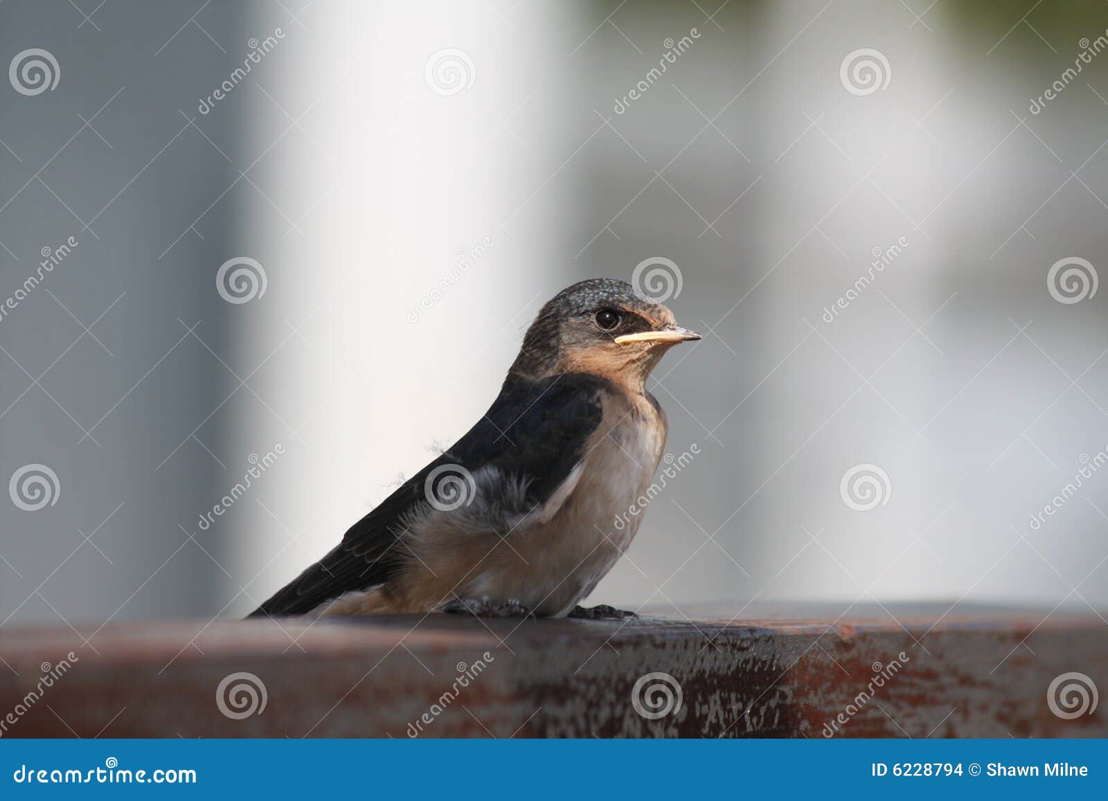 Barn swallow fledgling stock photo. Image of eating, nest - 6228794