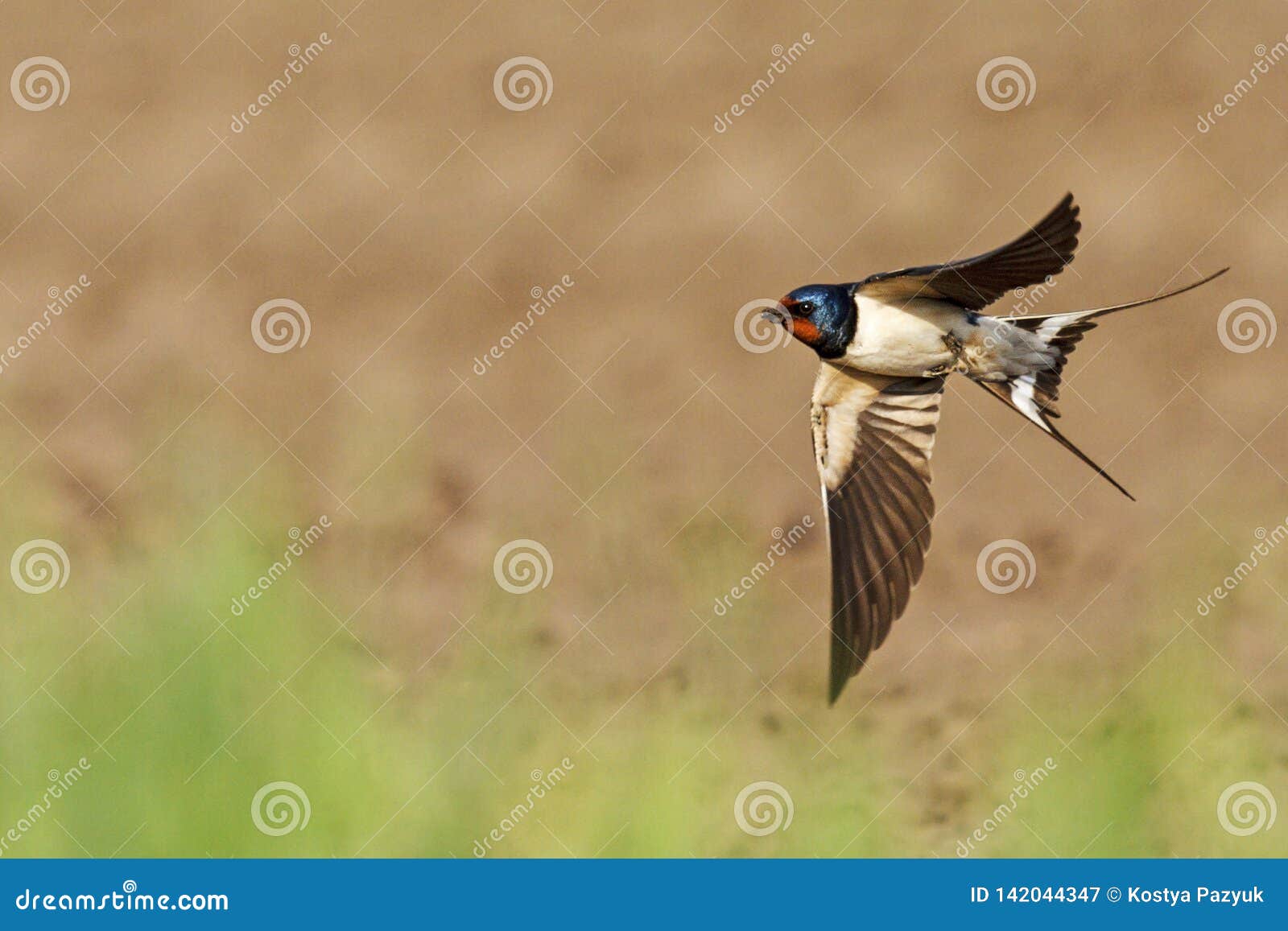 Barn Swallow Flies Its Wings Open Stock Image - Image of beautiful ...