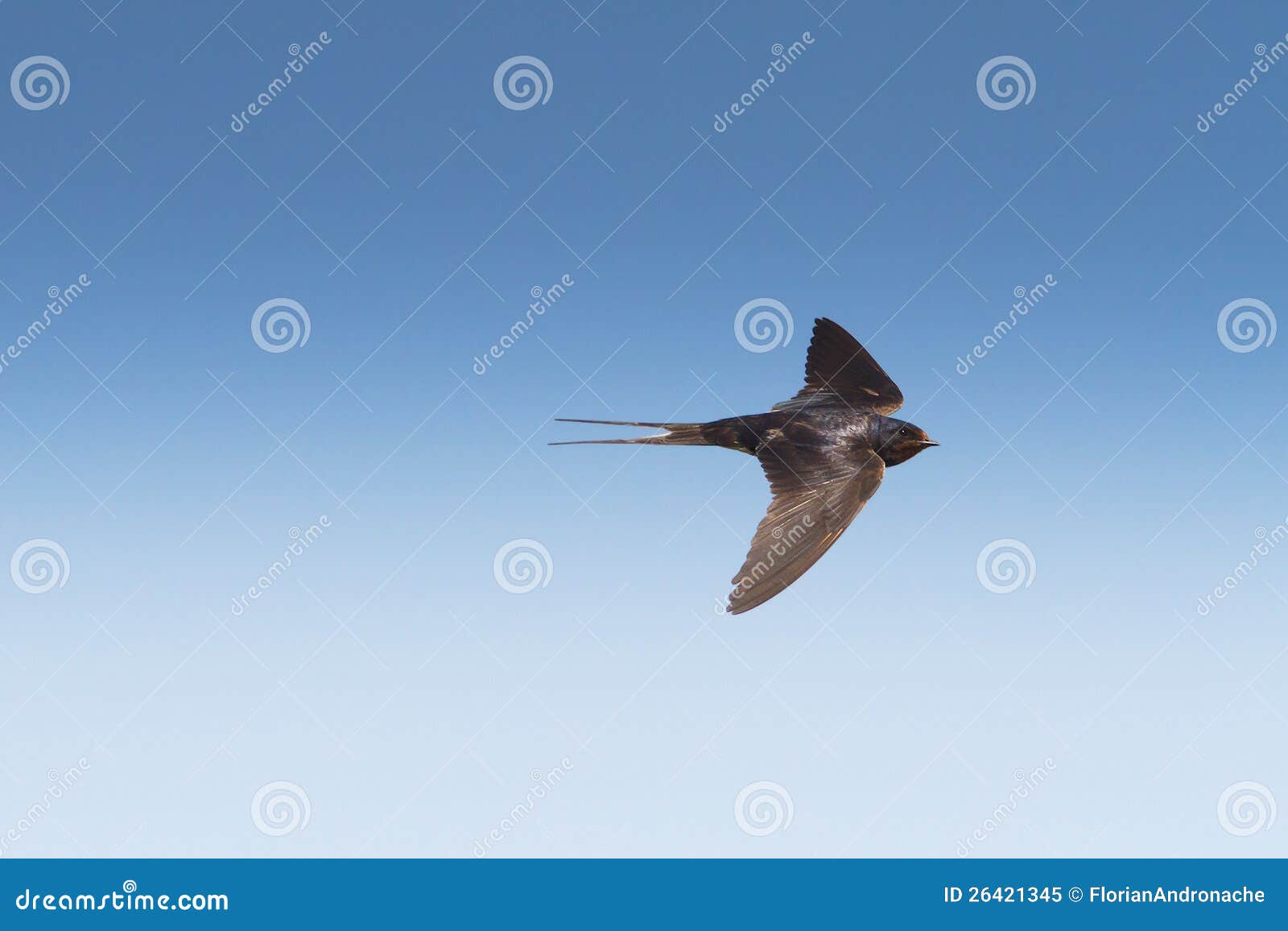 Barn Swallow Catching Insects Royalty-Free Stock Image | CartoonDealer ...