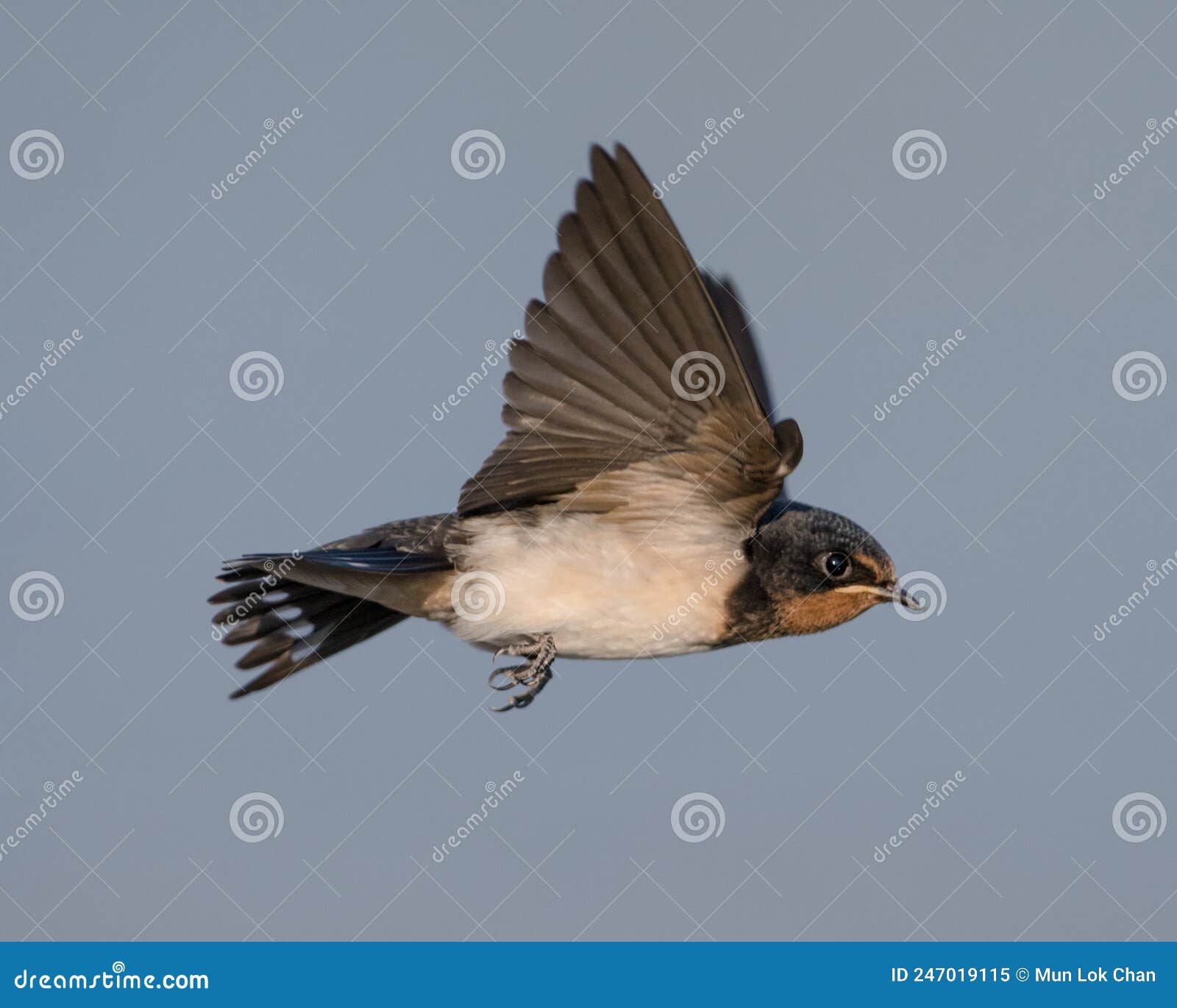 Barn Swallow Flying at High Speed Stock Image - Image of busy, wildlife ...