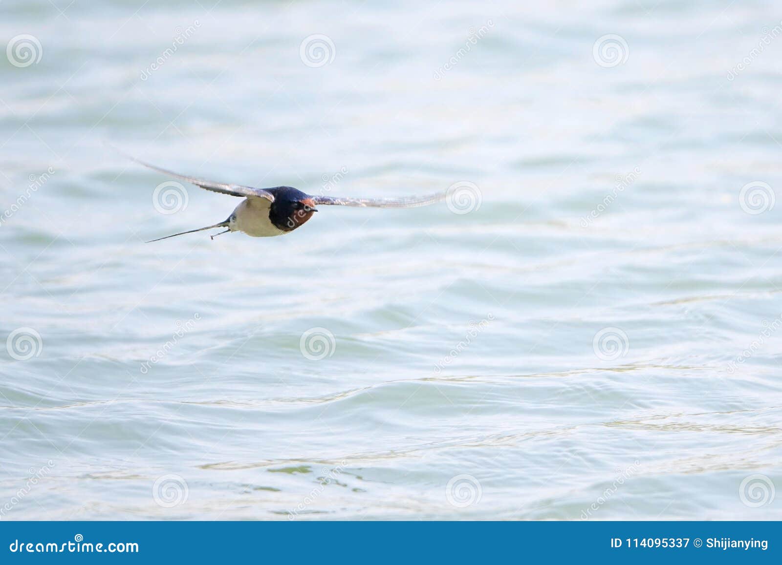 Barn swallow stock image. Image of hirundo, water, rustica - 114095337