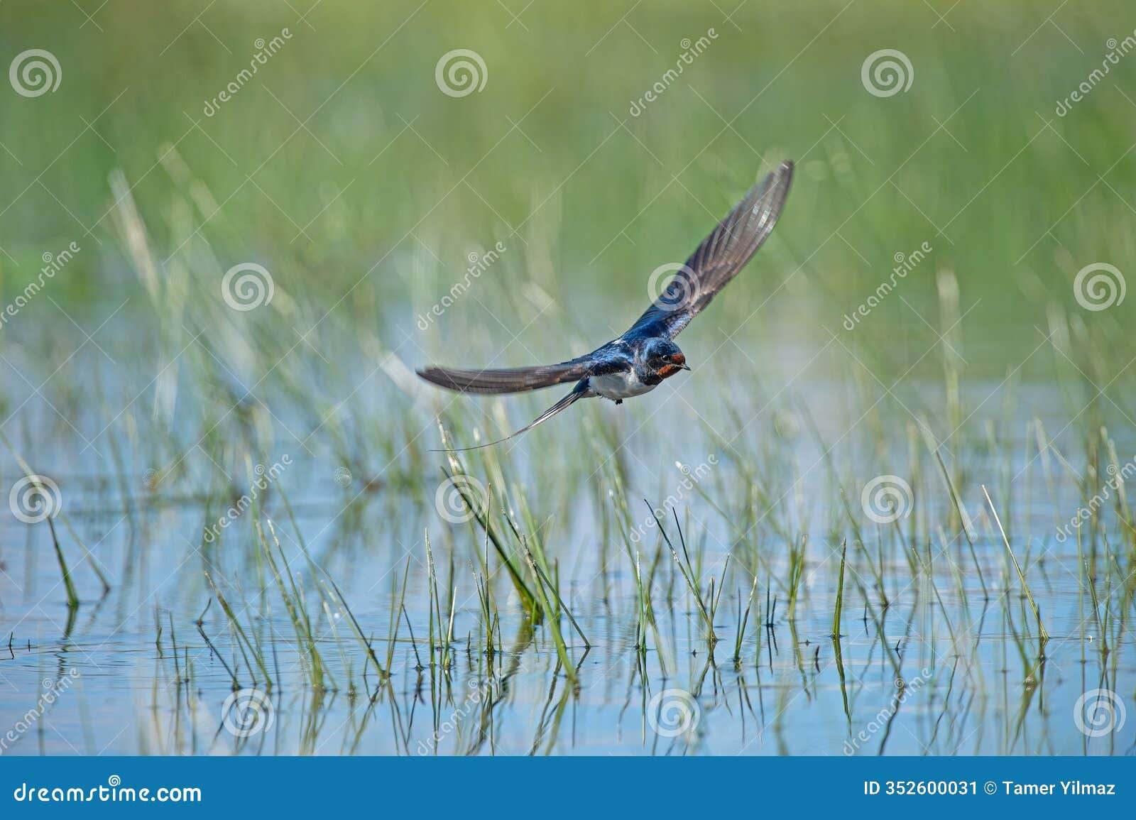 Barn Swallow Flying Over Wetland, Hirundo Rustica Stock Image - Image ...