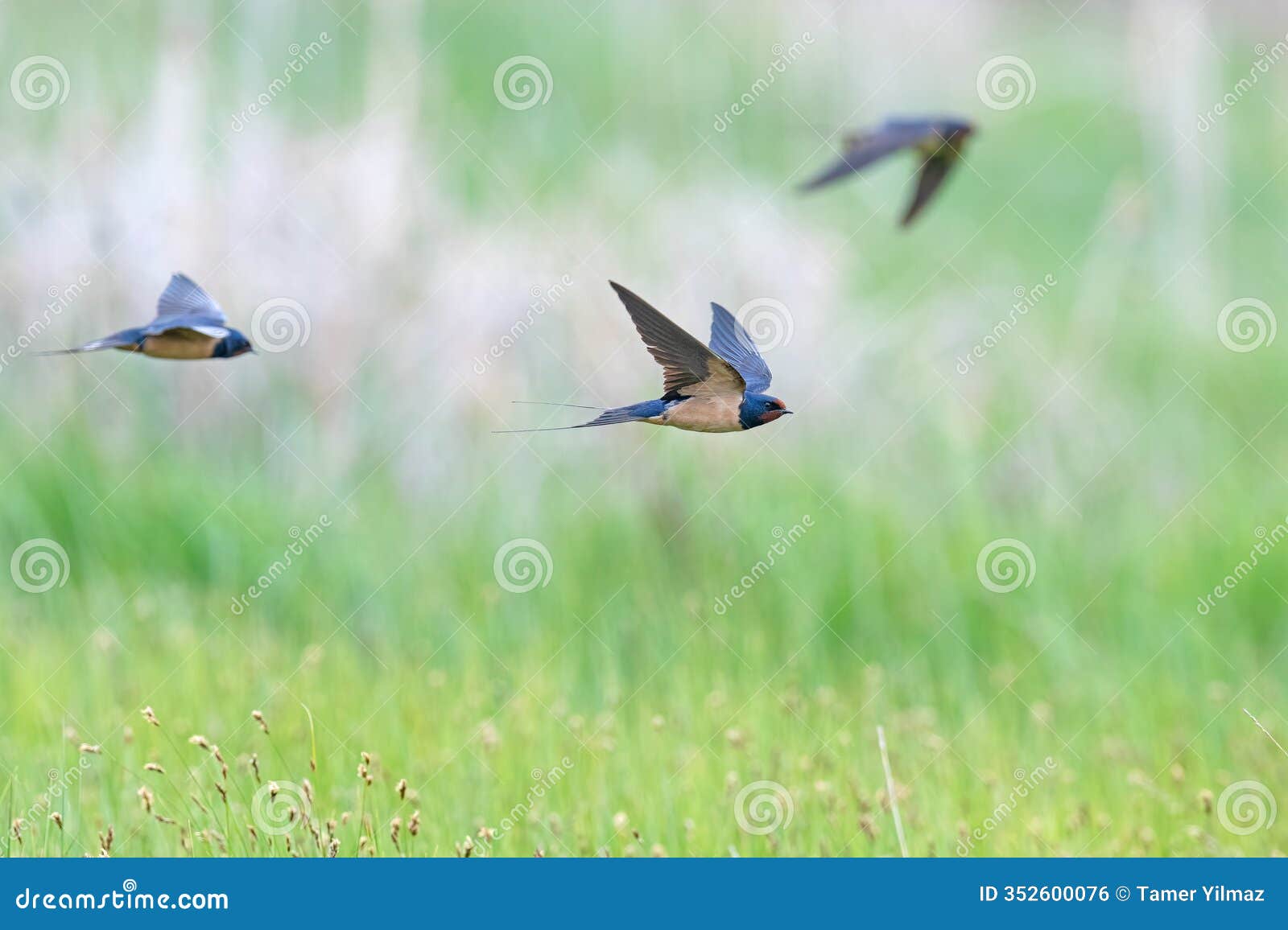 Barn Swallow Flying Over Wetland, Hirundo Rustica Stock Photo - Image ...