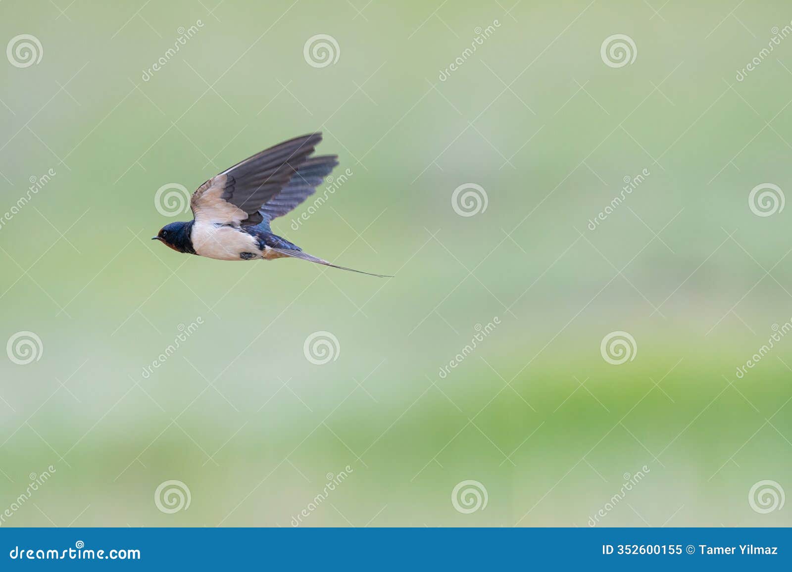 Barn Swallow Flying in the Sky, Hirundo Rustica Stock Image - Image of ...