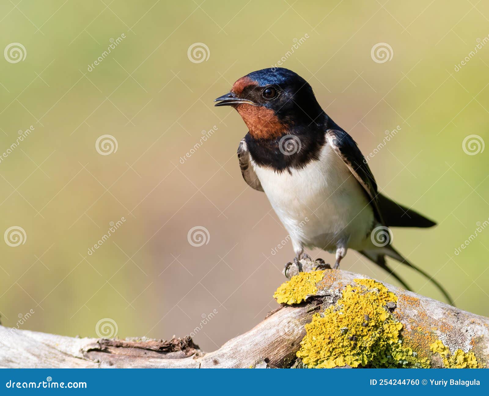 Barn Swallow, Hirundo Rustica. a Bird Sits on a Beautiful Branch Stock ...