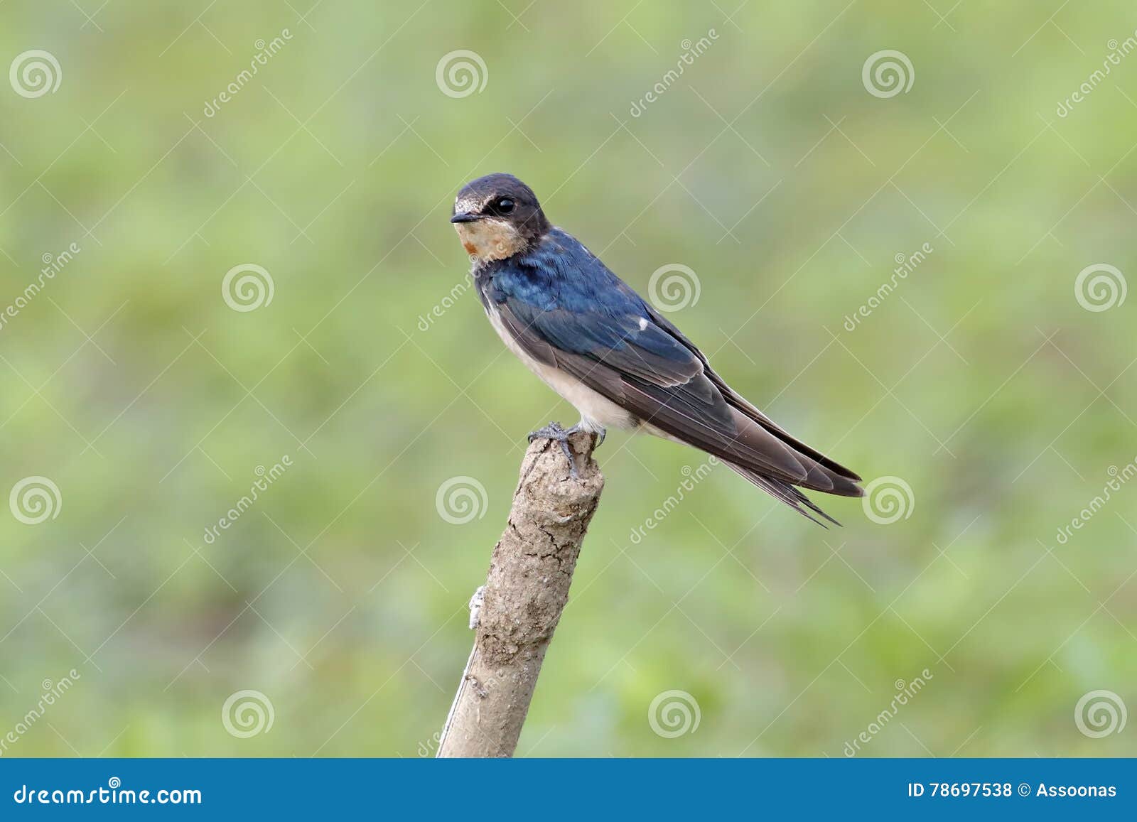 Barn Swallow Hirundo Rustica Birds of Thailand Stock Photo - Image of ...