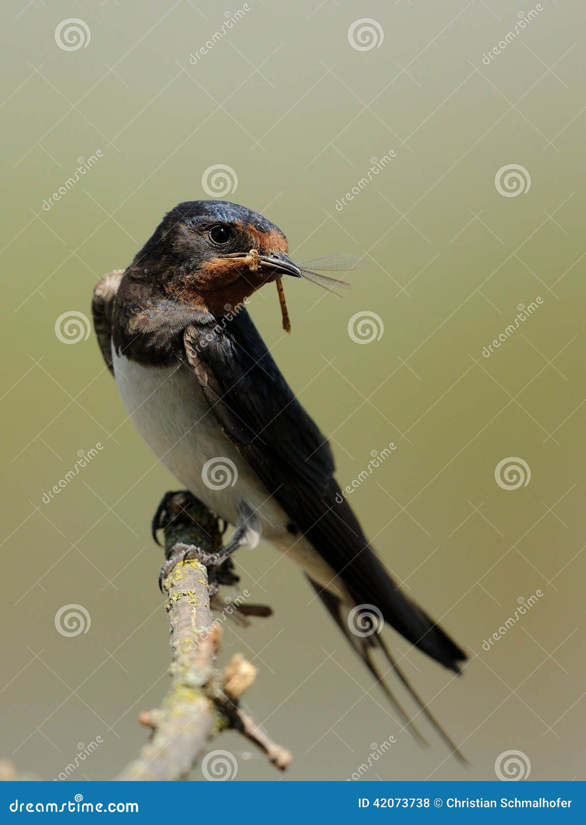 Barn Swallow (Hirundo Rustica) Stock Photo - Image of wildlife, insect ...
