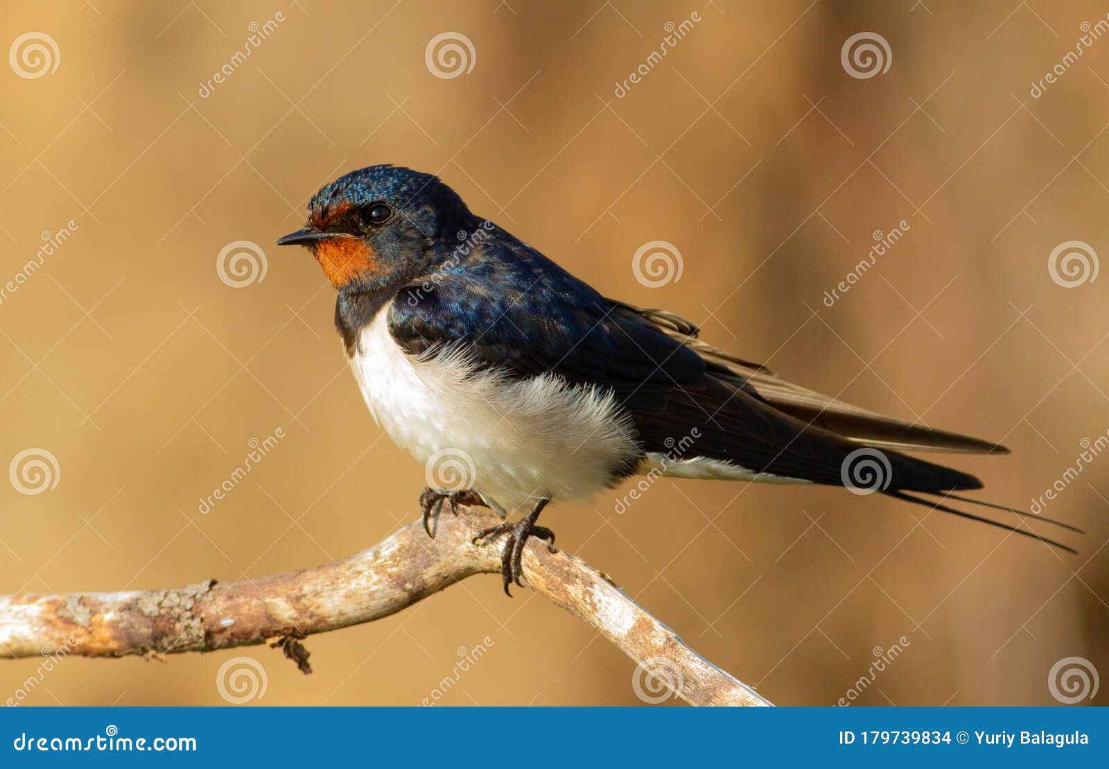 Barn Swallow, Hirundo Rustica. at Dawn, a Bird Sits on a Thin Beautiful ...