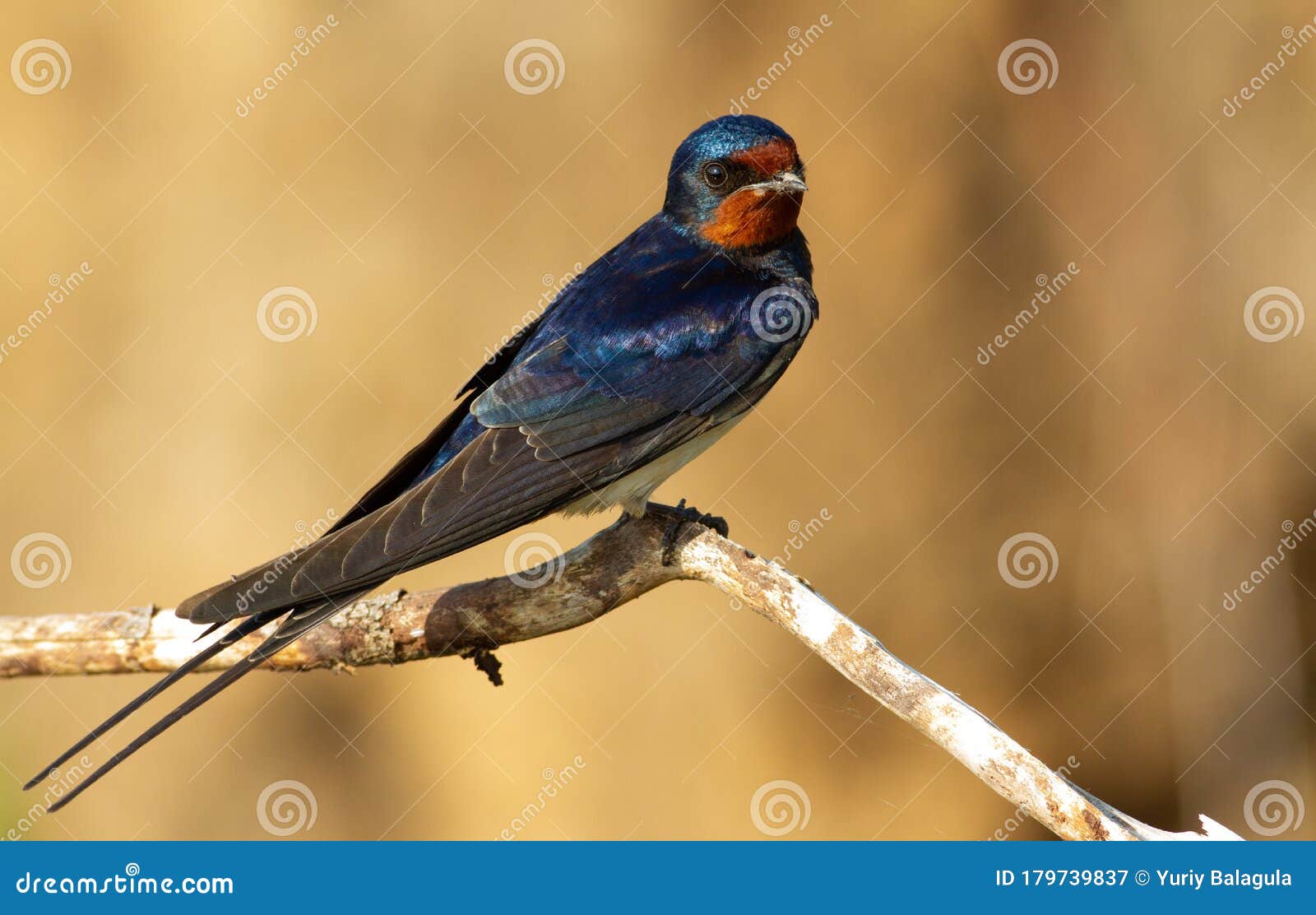 Barn Swallow, Hirundo Rustica. at Dawn, a Bird Sits on a Thin Beautiful ...