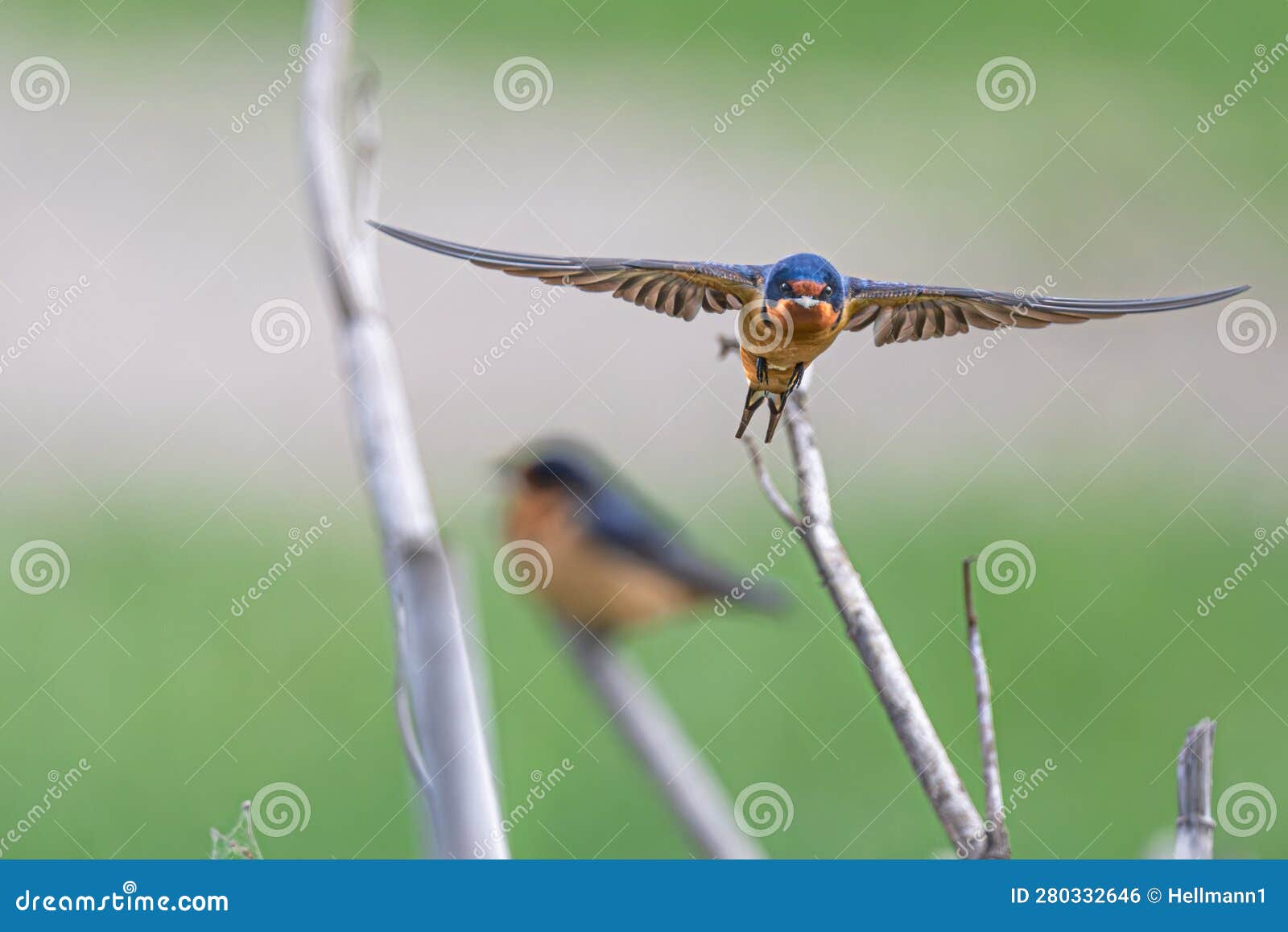 Barn Swallow in Flight stock photo. Image of feather - 280332646