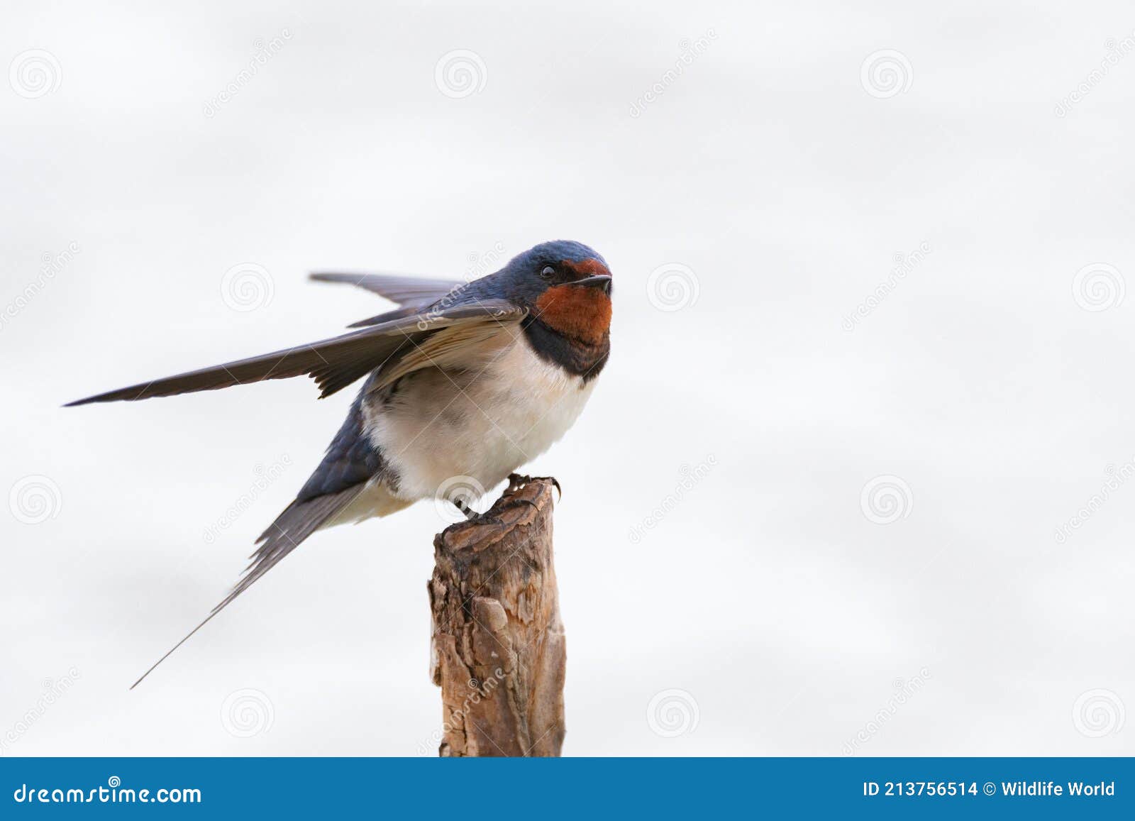 Barn Swallow Hirundo Rustica with Open Wings Stock Photo - Image of ...