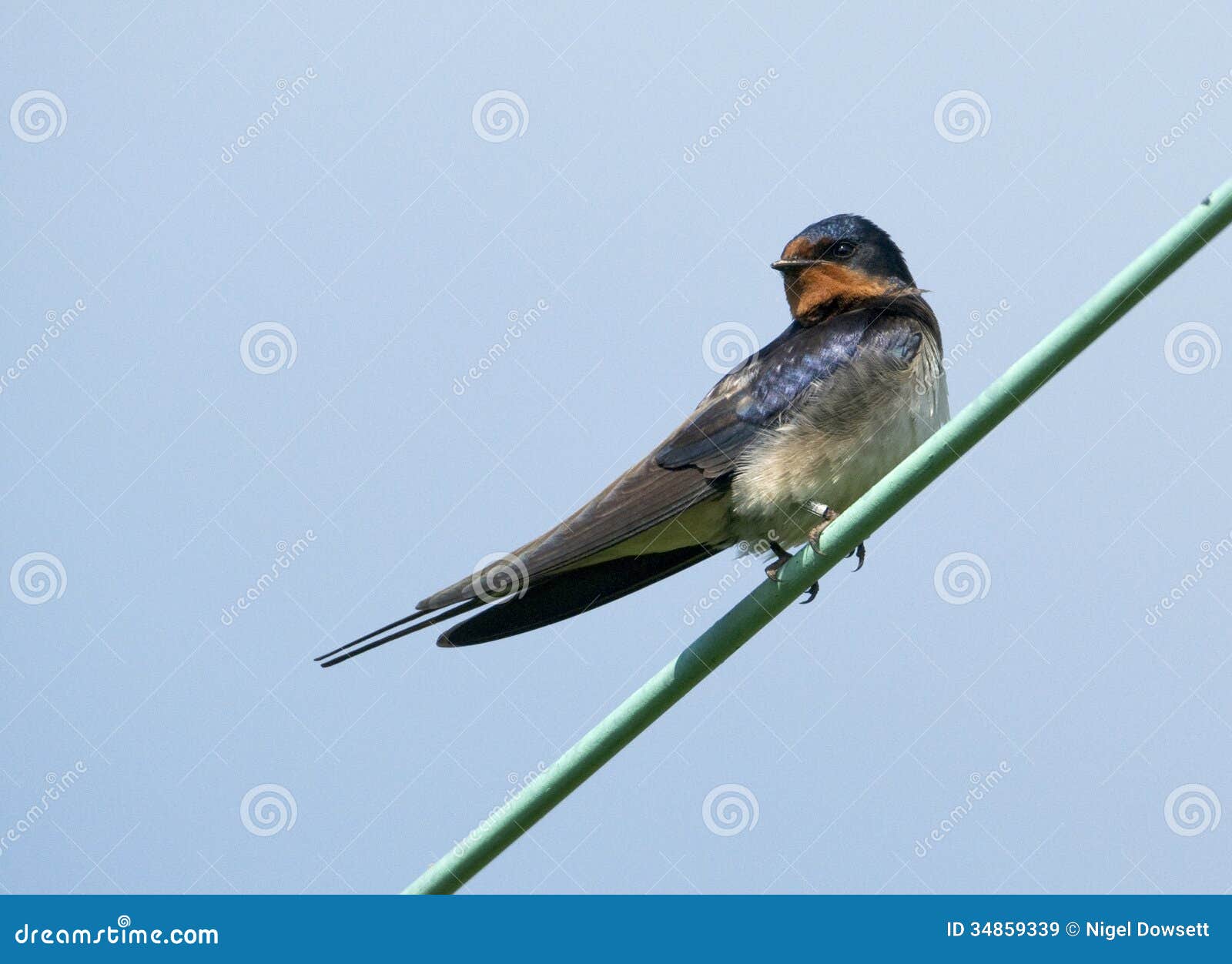Barn Swallow (Hirundo Rustica Stock Image - Image of portrait, close ...