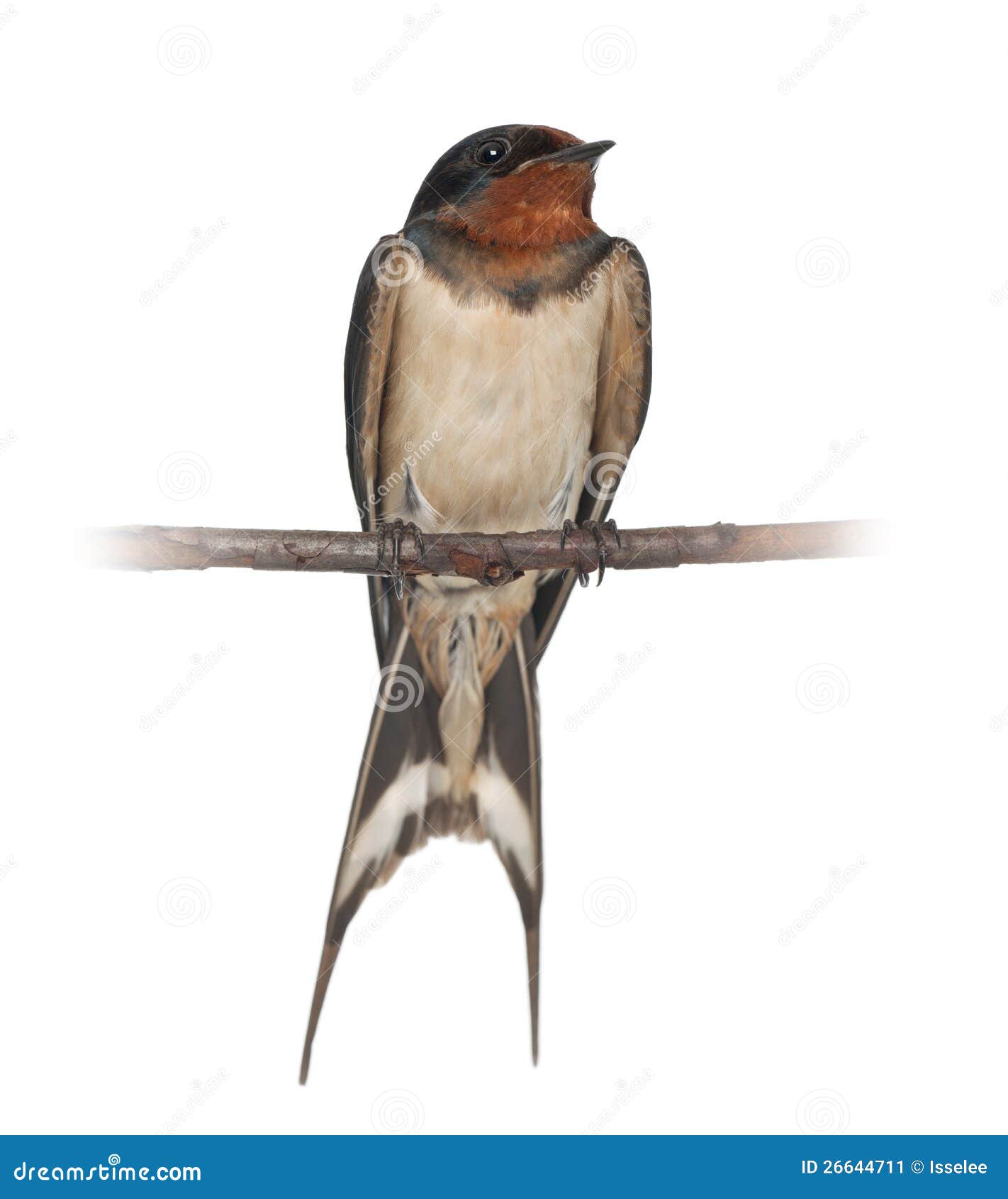 Barn Swallow, Hirundo Rustica, Perching Stock Image - Image of themes ...