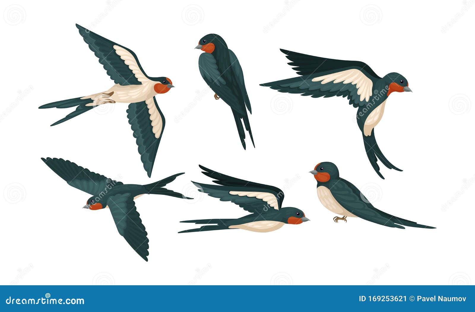Barn Swallow with Long Tail and Sharp Wings Vector Set Stock Vector ...