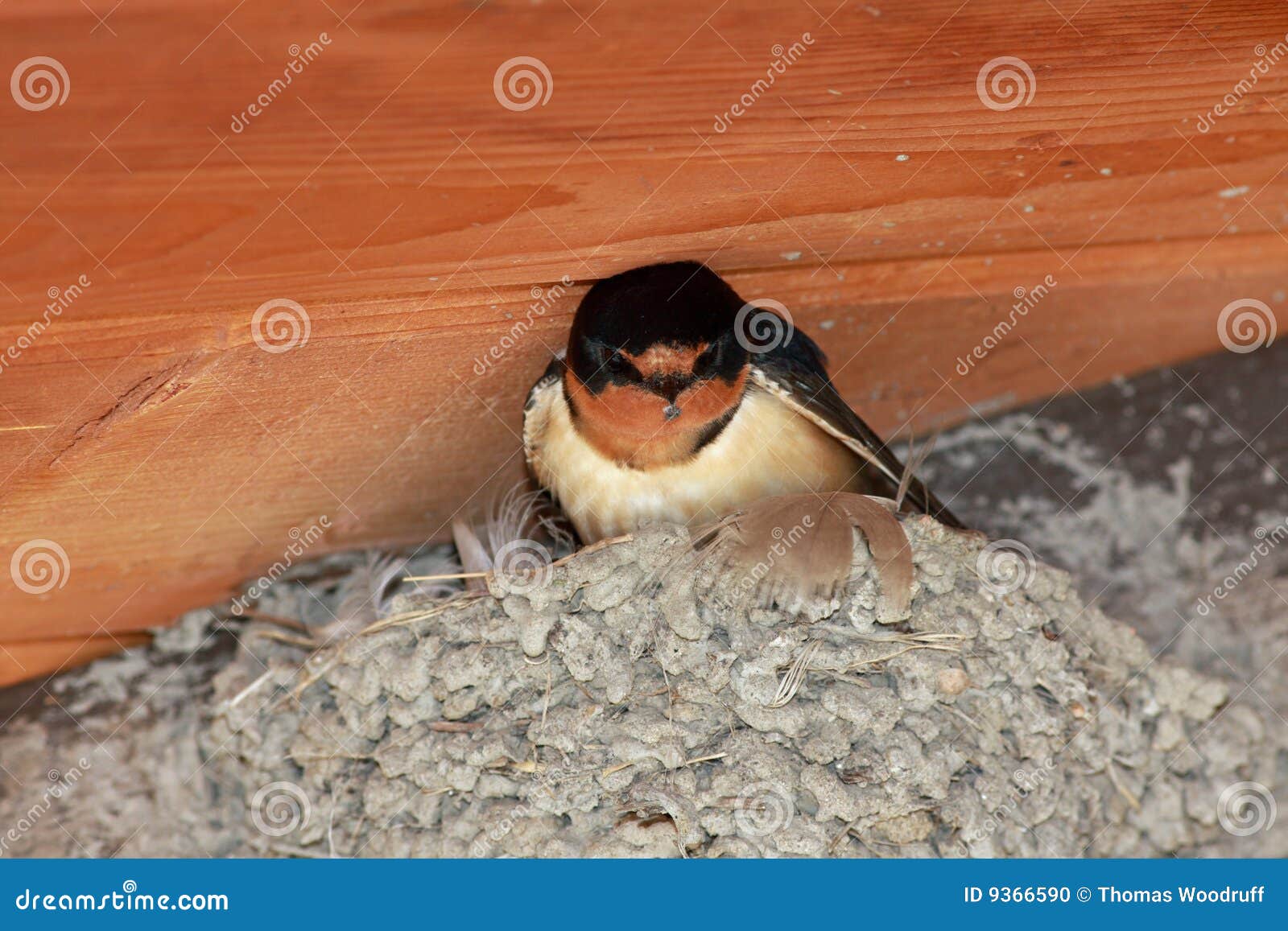 Barn swallow at nest stock photo. Image of barn, nest - 9366590