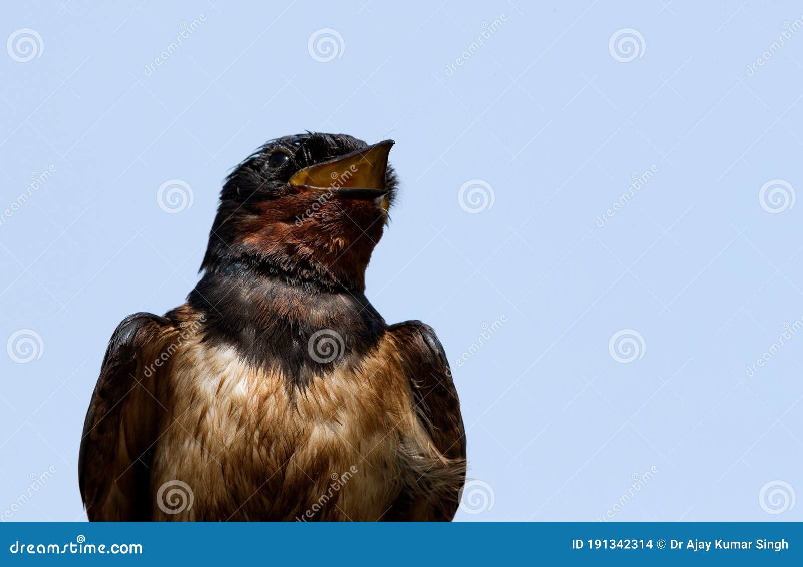 Barn Swallow with Oil in Feather Stock Photo - Image of exotic, forked ...