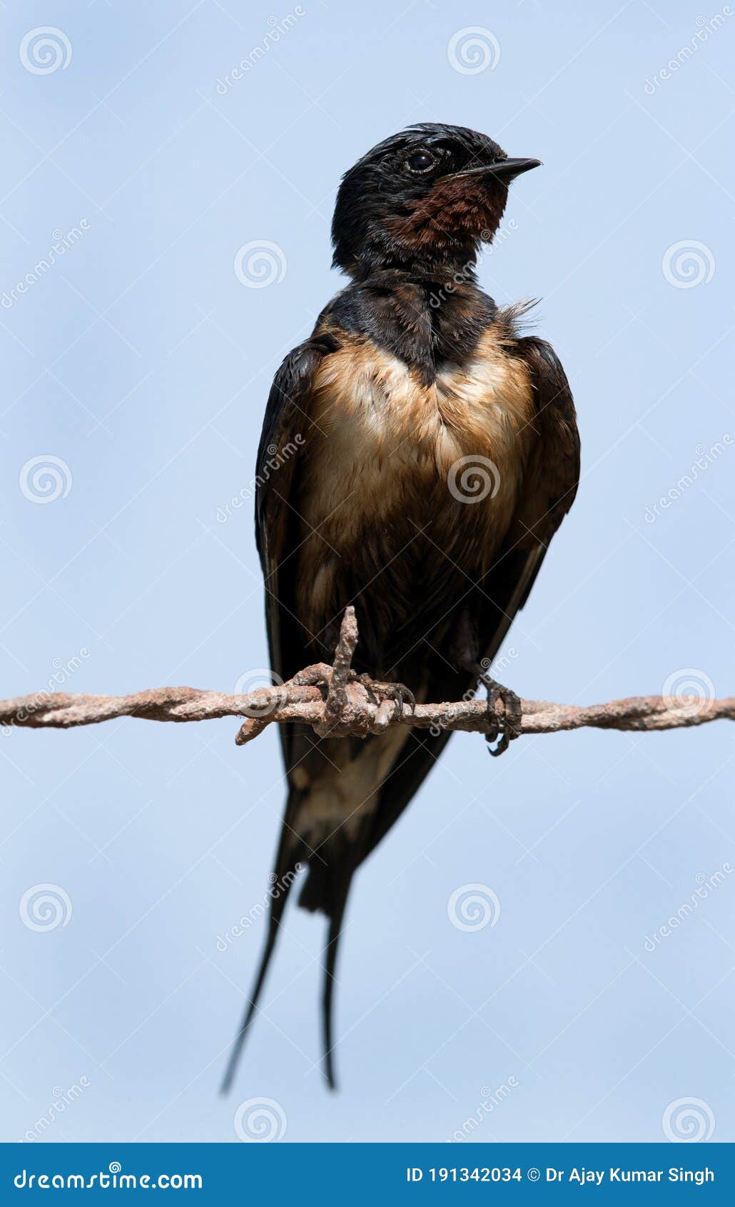 Barn Swallow with Oil on Feather Perched on Fence Stock Photo - Image ...