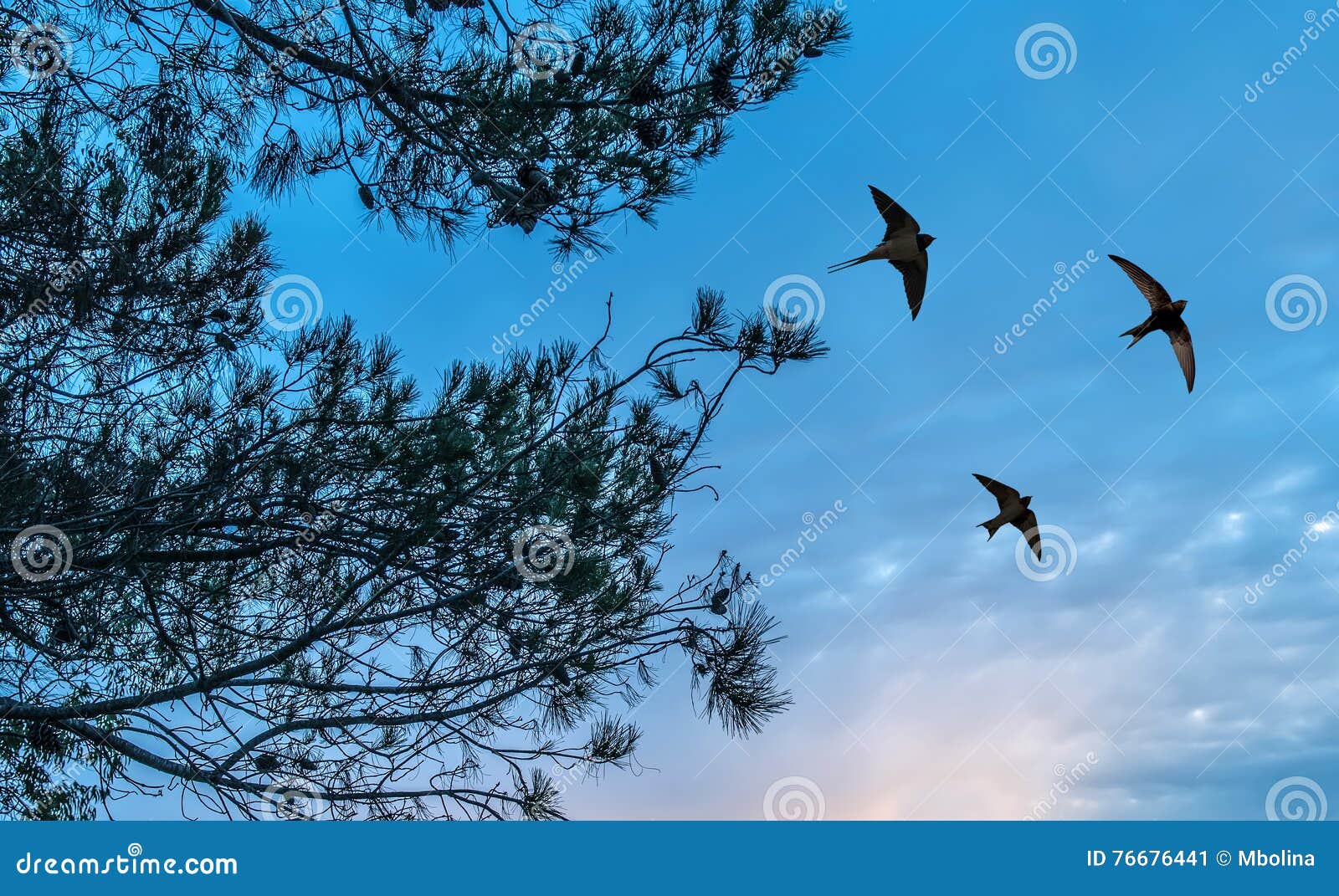 Barn Swallow Over Sunset Background Photos - Free & Royalty-Free Stock ...