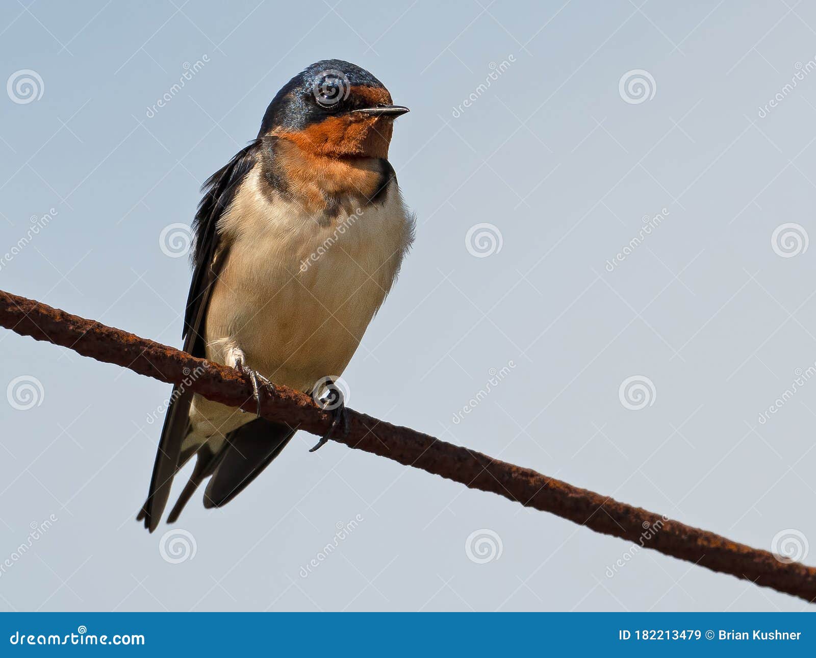Barn Swallow Perched on a Wire Stock Image - Image of lilly, bird ...