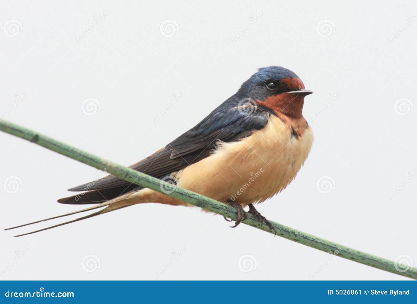 Barn Swallow Perched on a Wire Stock Image - Image of fauna, wild: 5026061