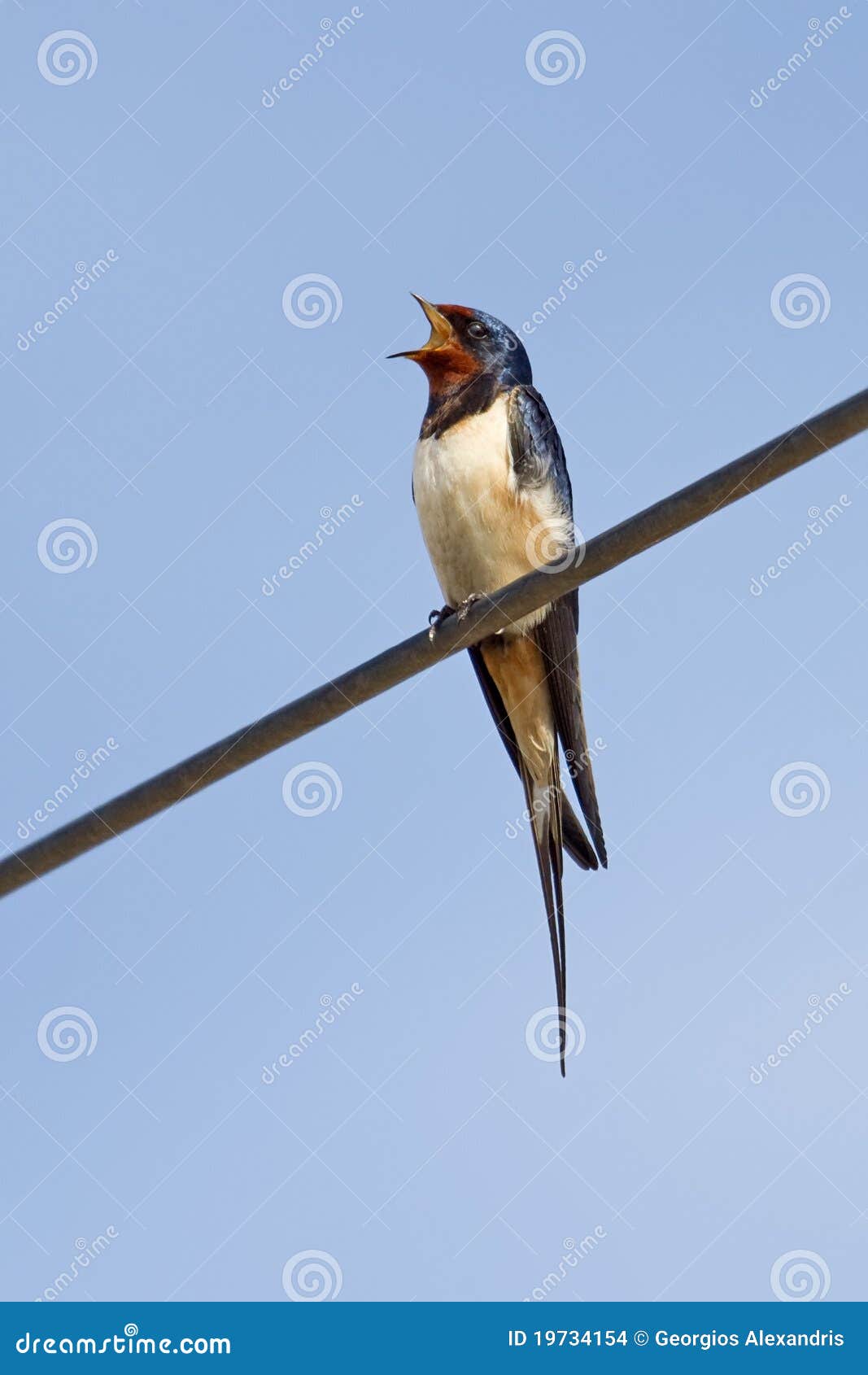 Barn Swallow Signing stock photo. Image of beak, bird - 19734154