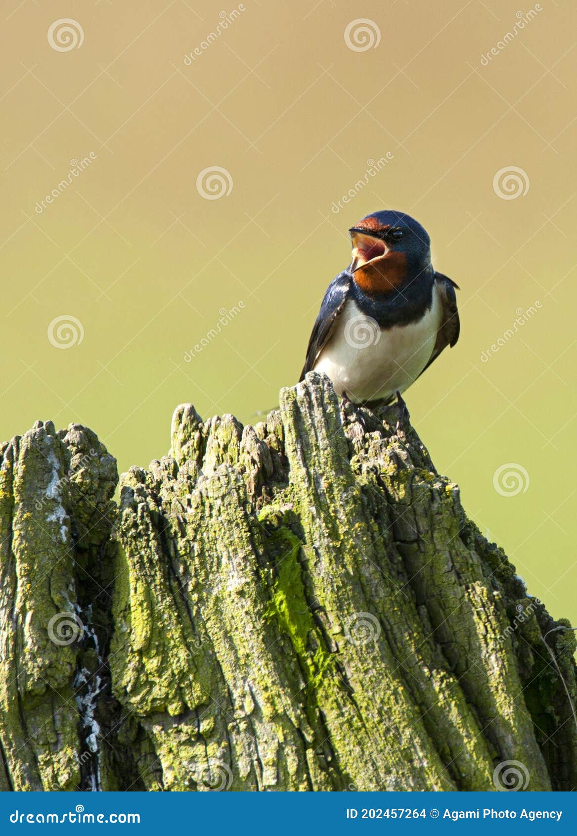 Barn Swallow Singing from a Pole Stock Photo - Image of netherlands ...