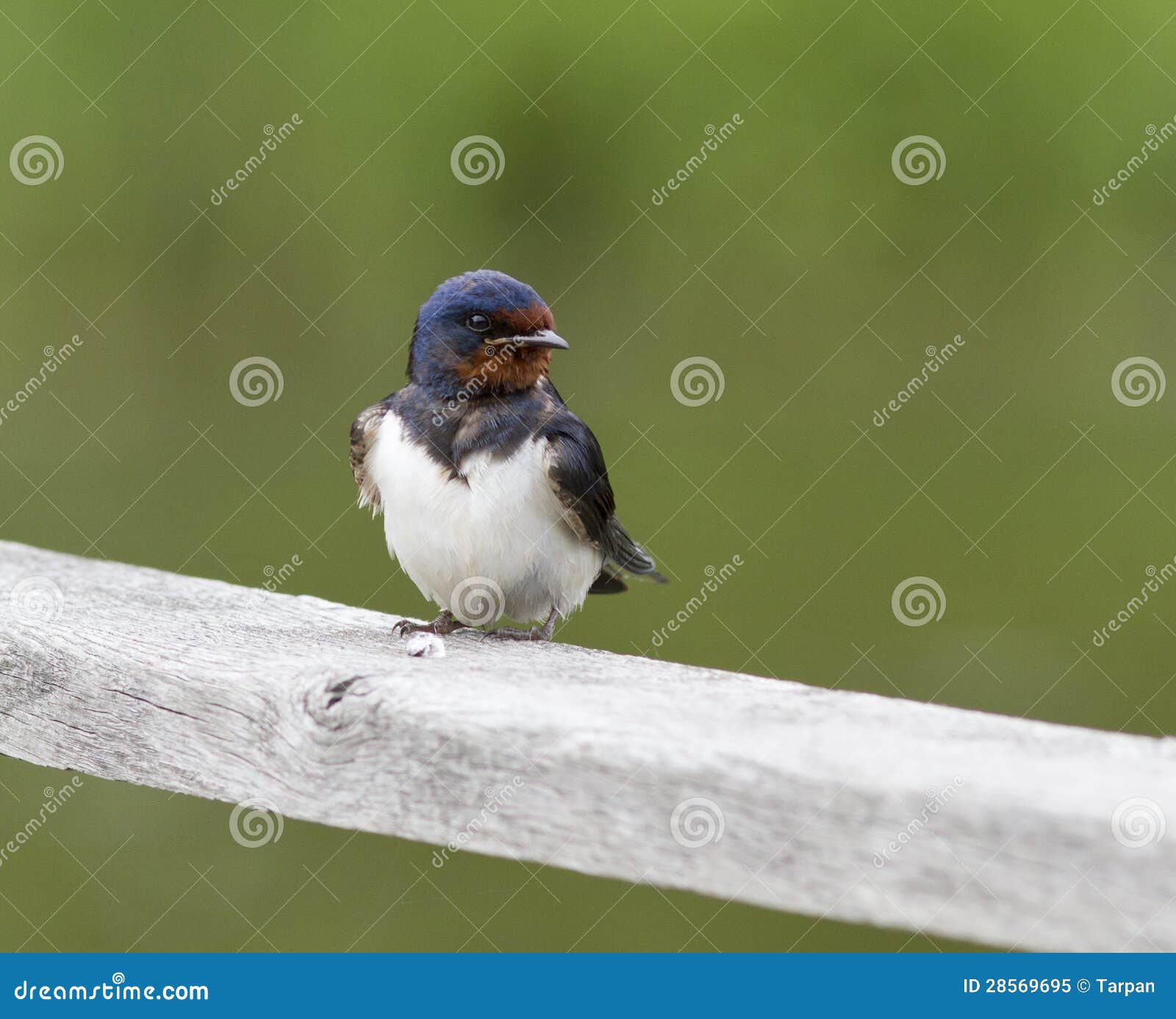 Barn Swallow Sitting on a Plank Bridge. Stock Image - Image of bridge ...