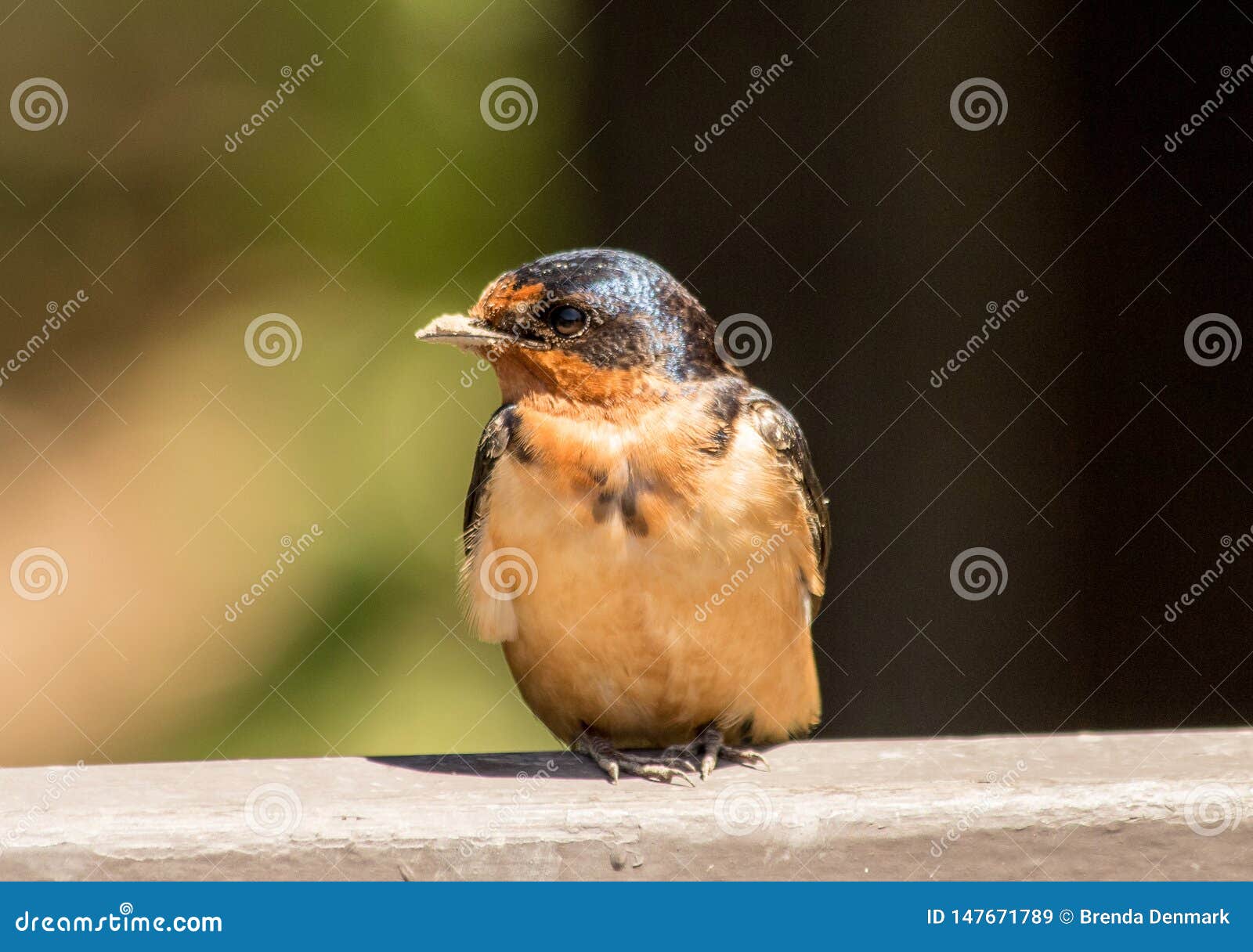 Barn Swallow Sitting in the Sun Stock Image - Image of sitting, brown ...