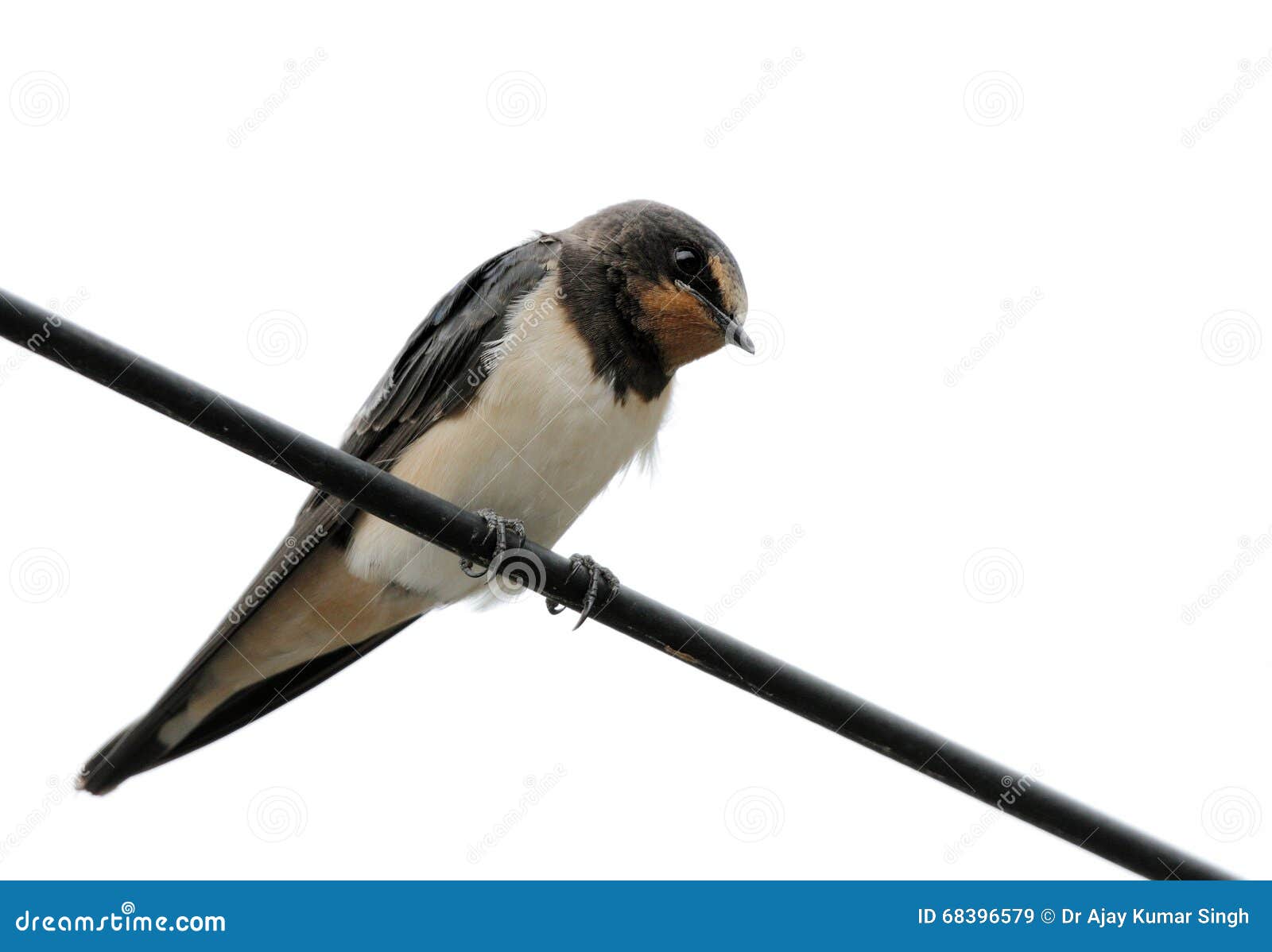 Barn Swallow Sitting on a Wire Stock Image - Image of laying, bill ...