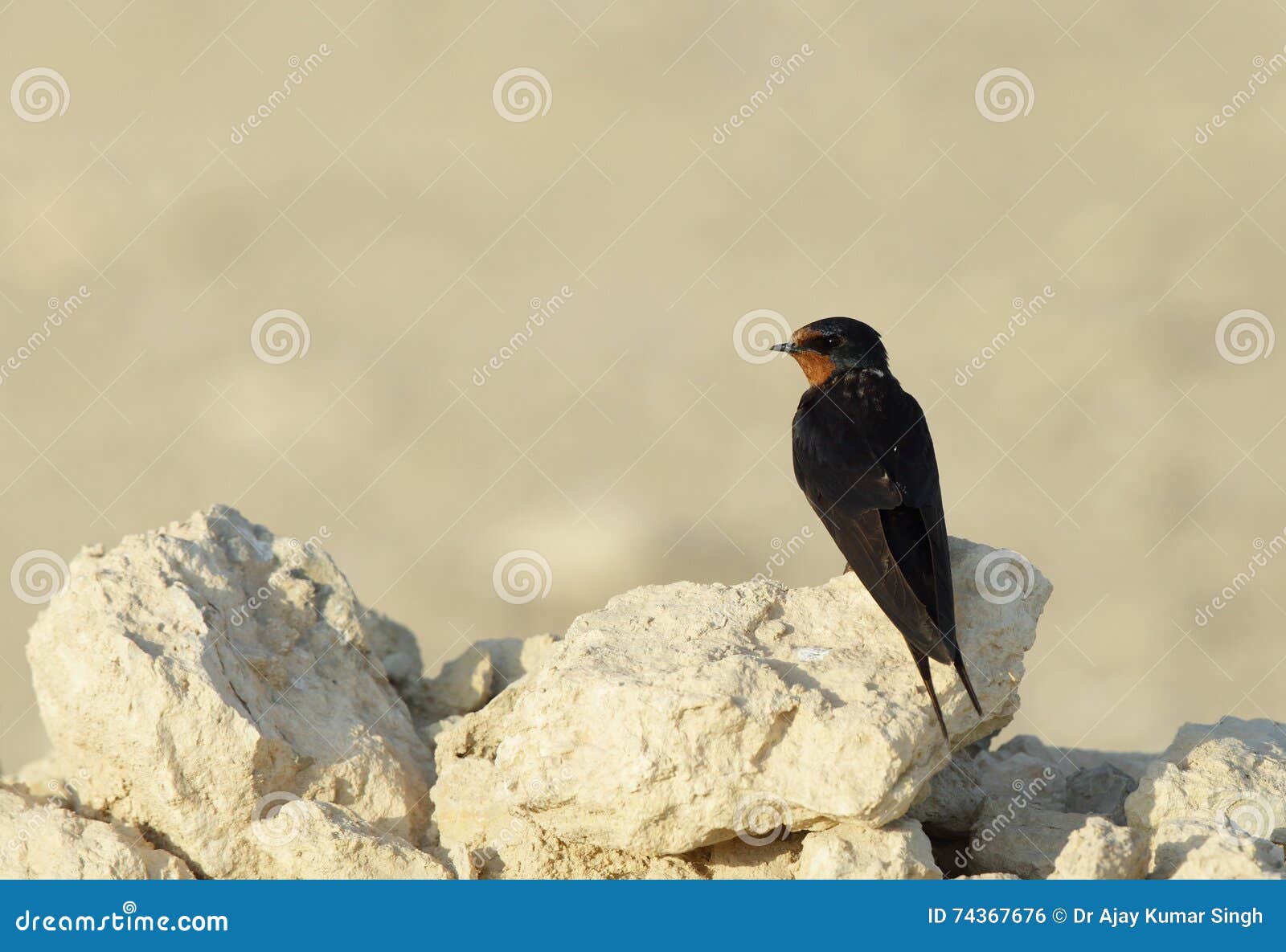 Barn swallow stock photo. Image of jasra, blue, limestone - 74367676