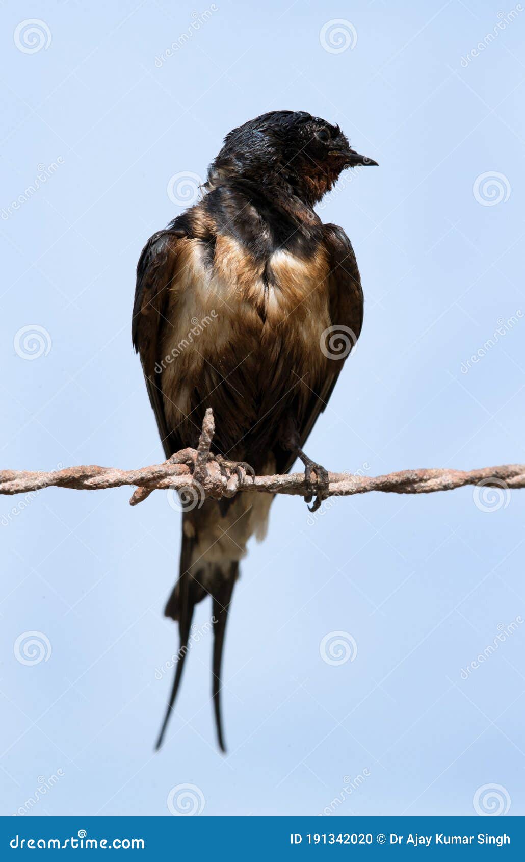 Barn Swallow with Sticky Oil All Over Feather Stock Photo - Image of ...
