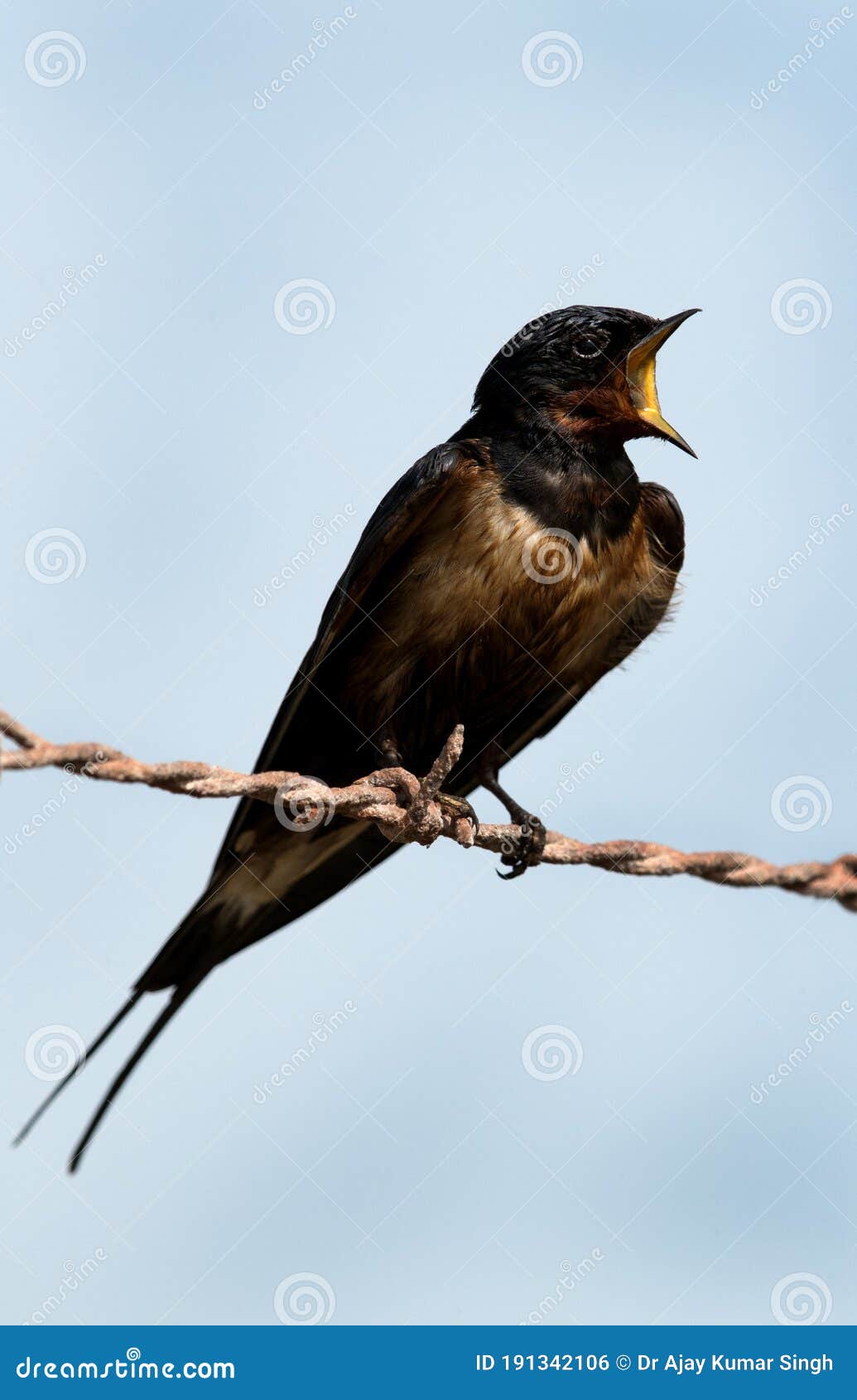 Barn Swallow with Sticky Oil on Feather Calling Stock Photo - Image of ...