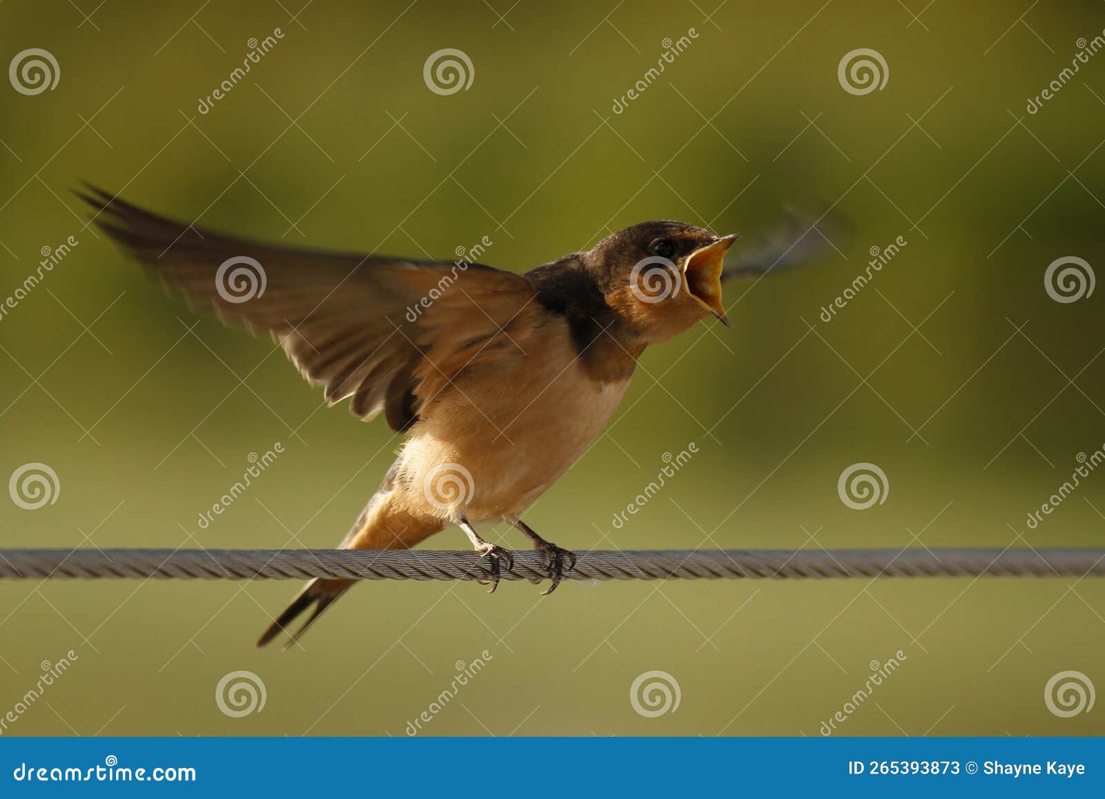 Barn Swallow on a Wire Flapping Its Wings and Calling with Open Beak ...