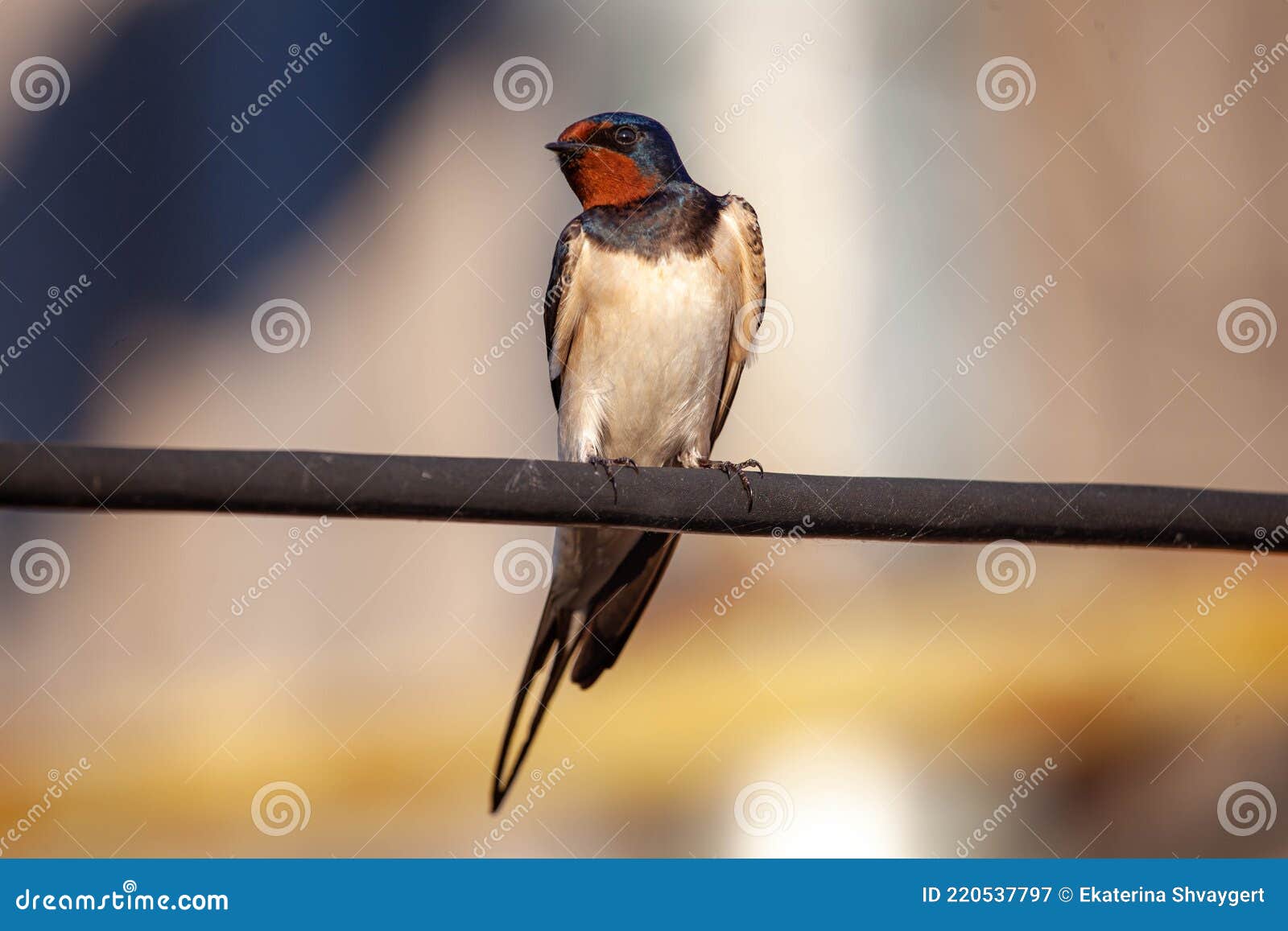 Barn swallow on a wire stock image. Image of swallow - 220537797