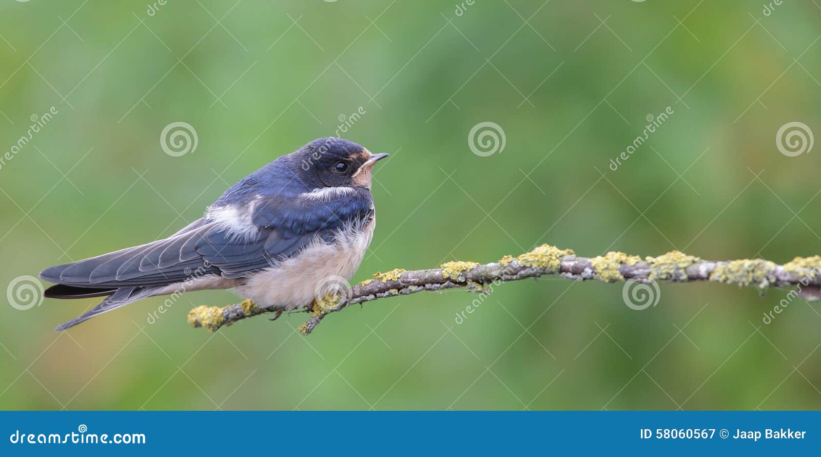 Barn Swallow stock image. Image of barn, hobby, wildlife - 58060567