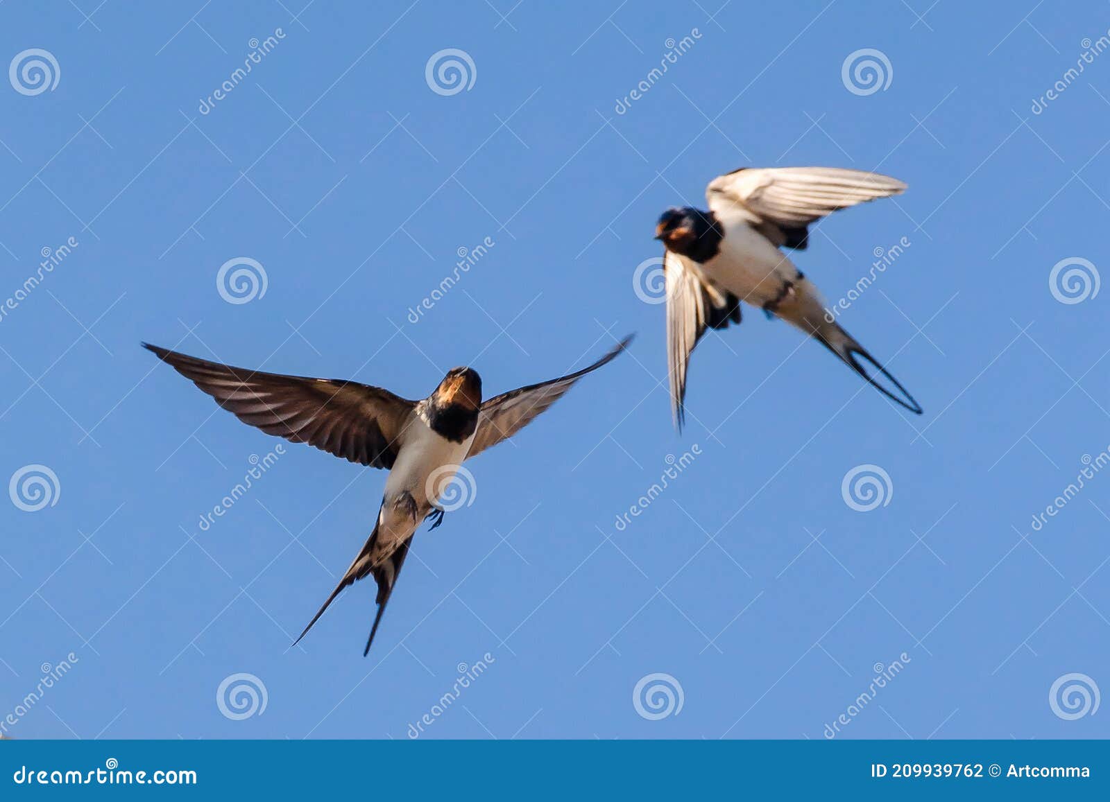 Barn Swallows Fly, Blue Sky Background Stock Photo - Image of wing ...