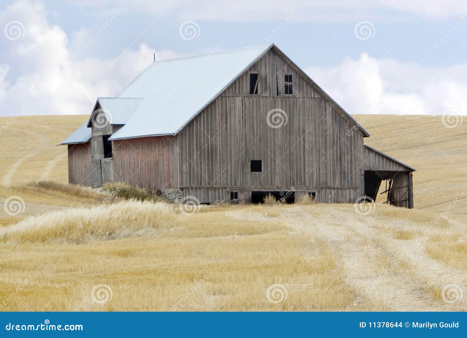 Barn in Wheat field stock photo. Image of spokane, wooden - 11378644