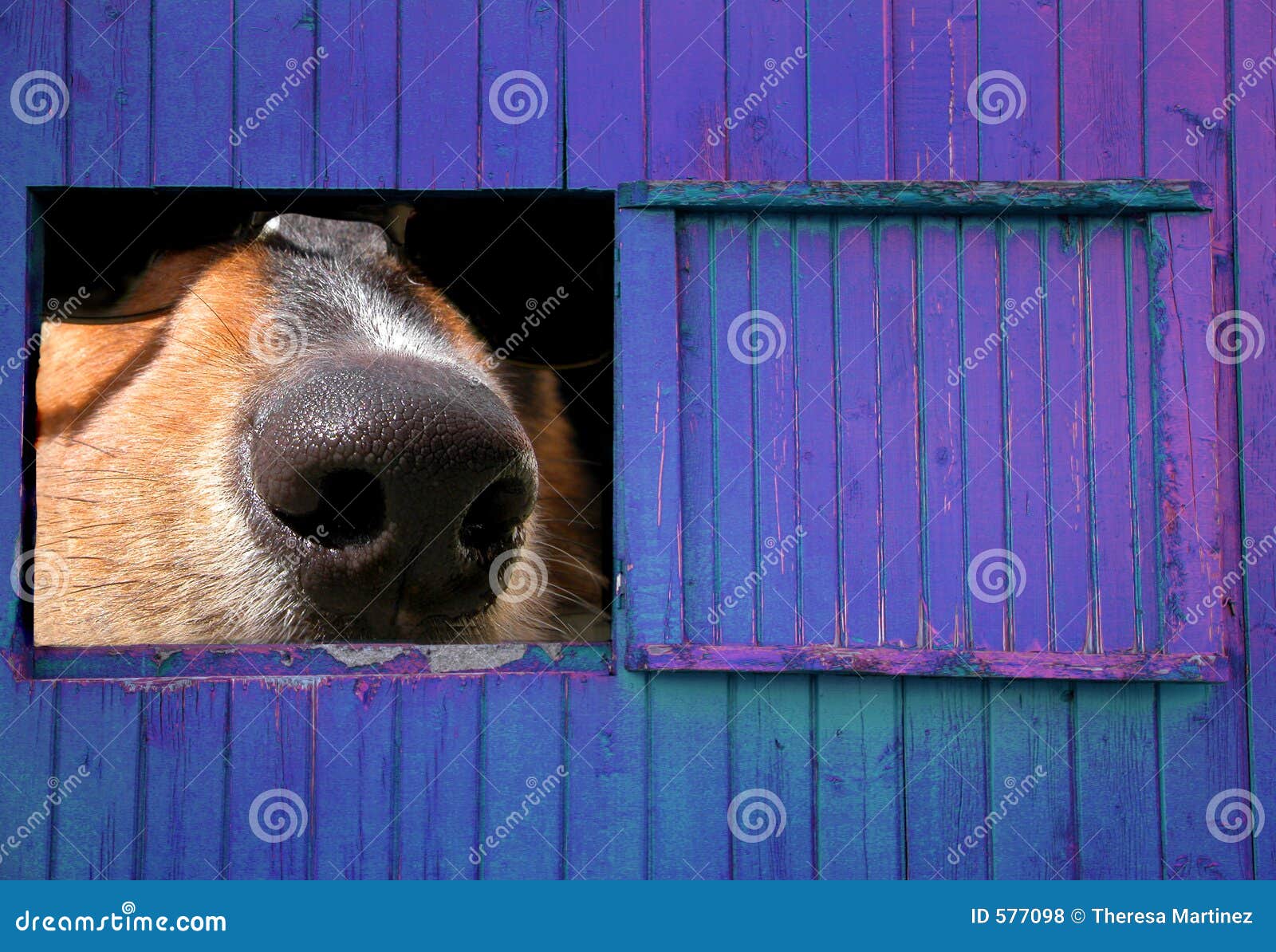 Barn Window View stock photo. Image of pooch, look, sunglasses - 577098