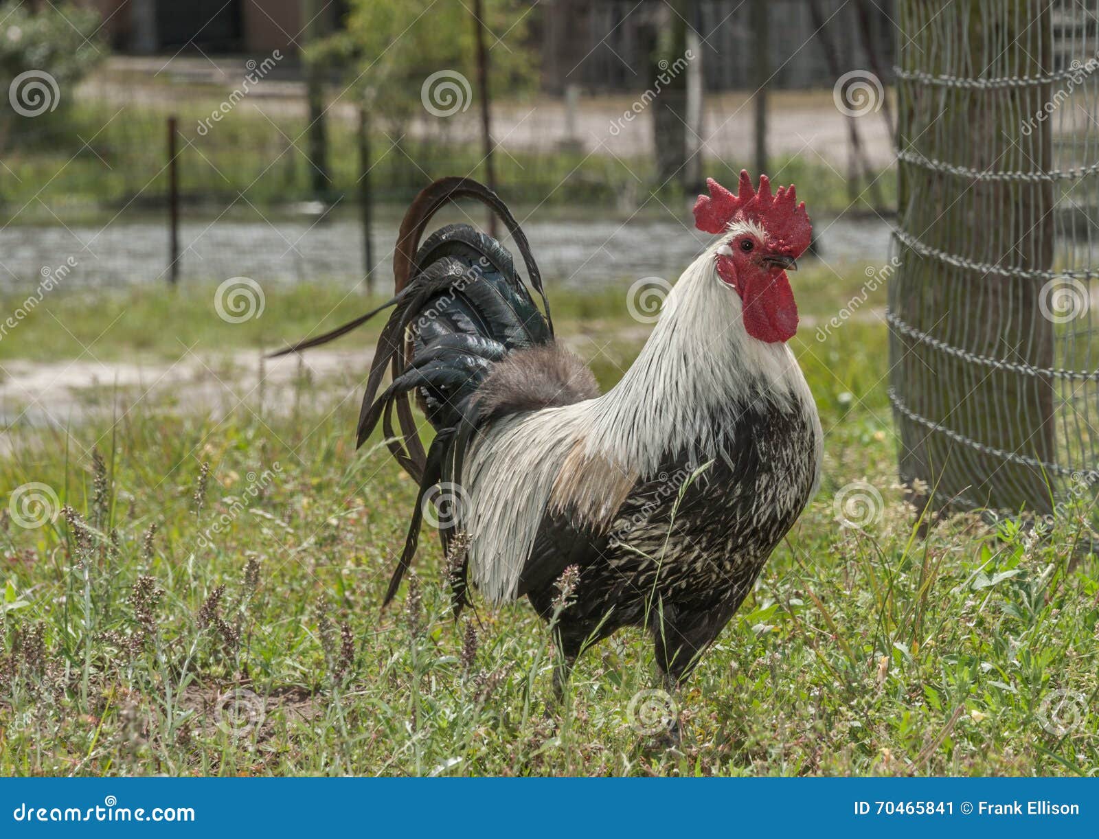 Barn Yard stock image. Image of farm, chicken, rail, poultry - 70465841