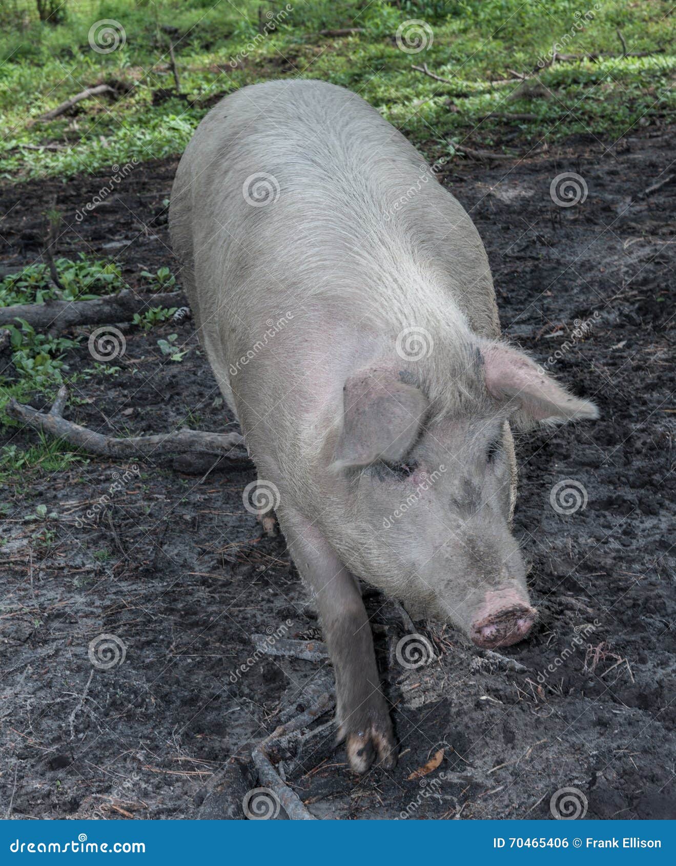 Barn yard pig stock photo. Image of farm, yard, bacon - 70465406
