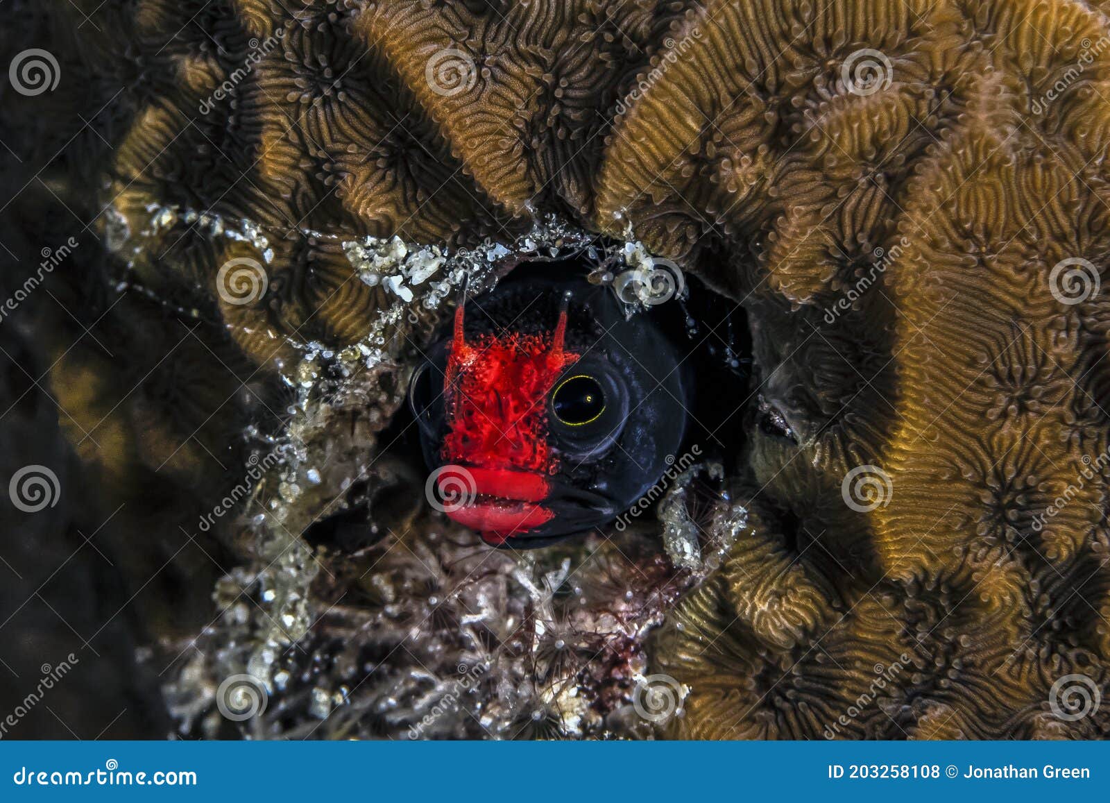 Barnacle Blenny Peers Myopically Out of a Hole in the Coral. Cocos ...