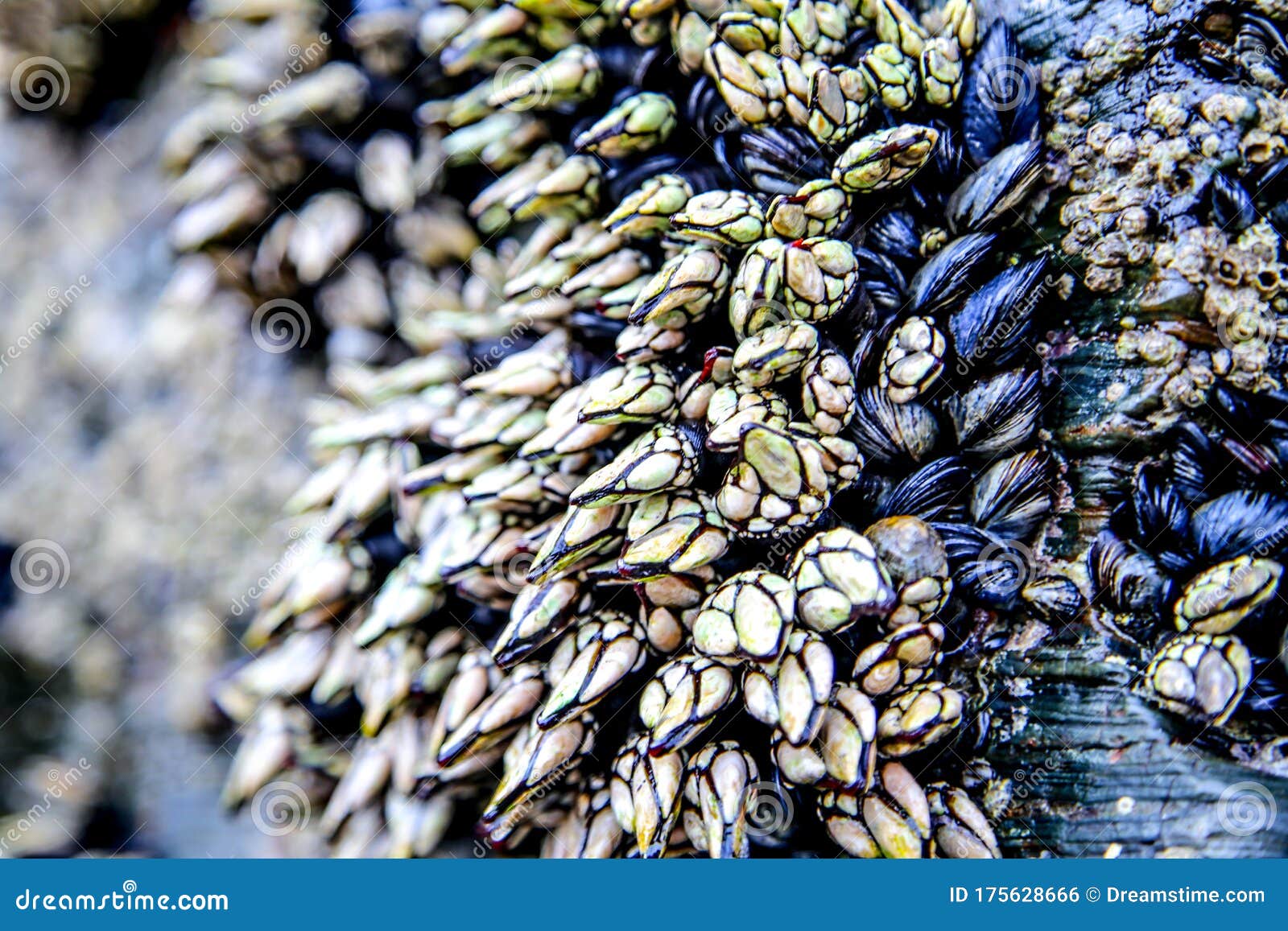 Barnacle in Cathedrals Beach at Galician Shore Stock Photo - Image of ...