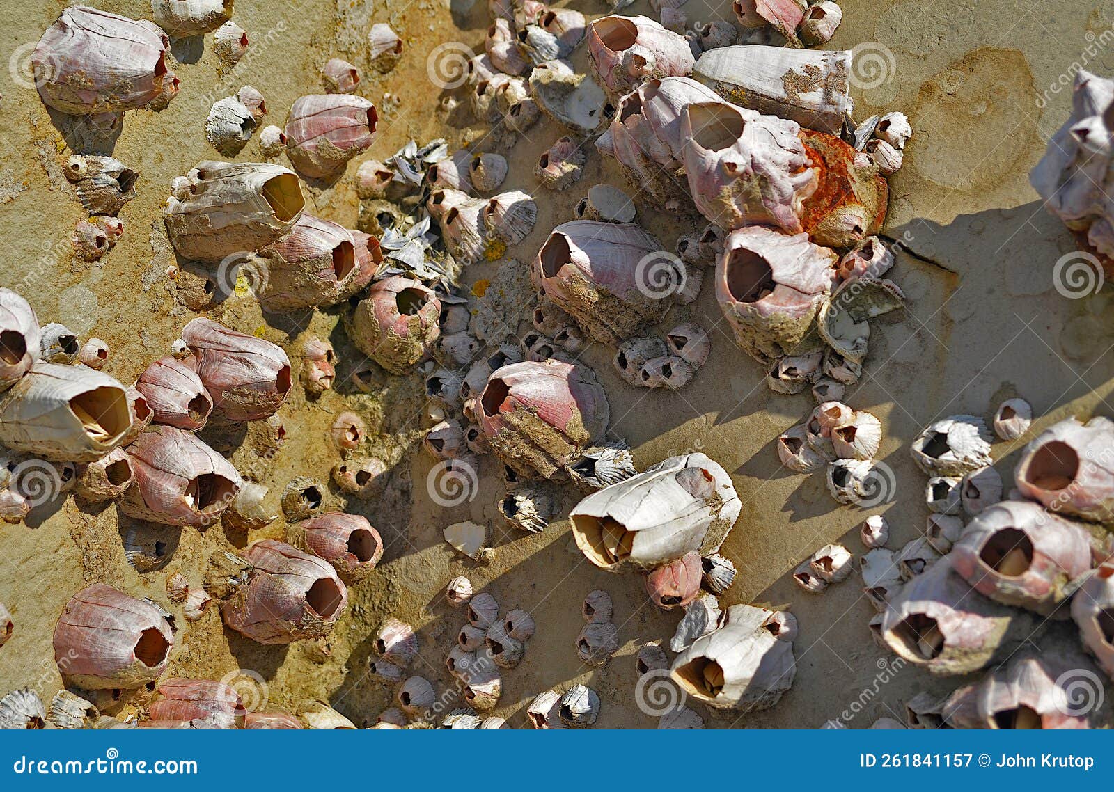 Barnacle Clad Outer Surface of an Underwater Steel Pipe. Stock Image ...