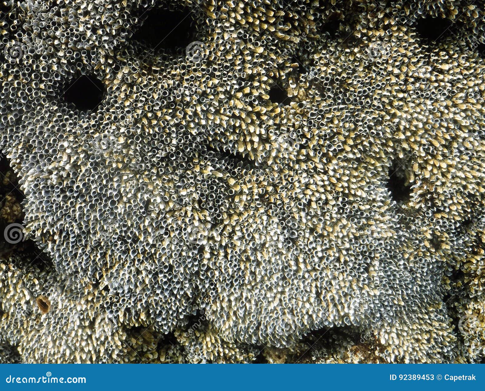 Barnacle cluster stock image. Image of marine, close - 92389453