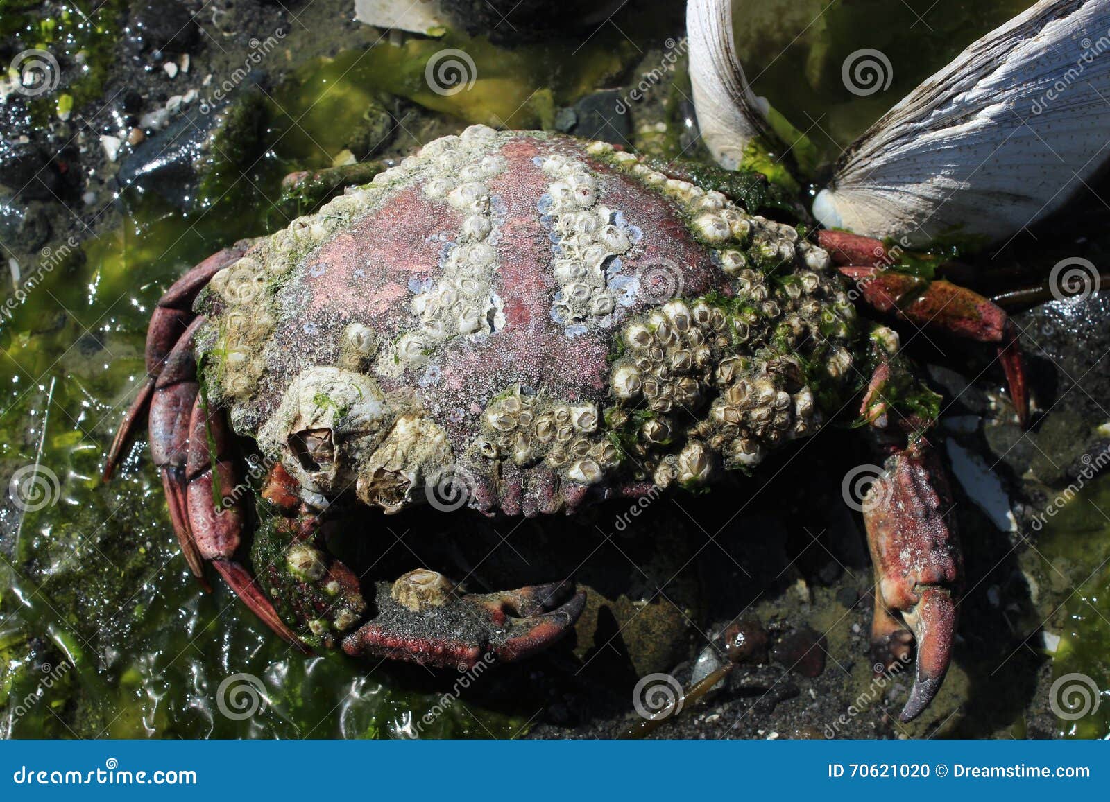 Barnacle Coated Crab Shell stock photo. Image of shell - 70621020
